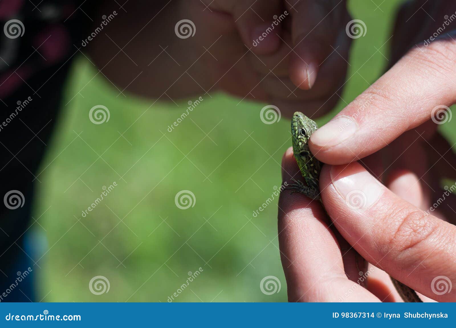 Lizard in hand stock photo. Image of reptile, holding - 98367314