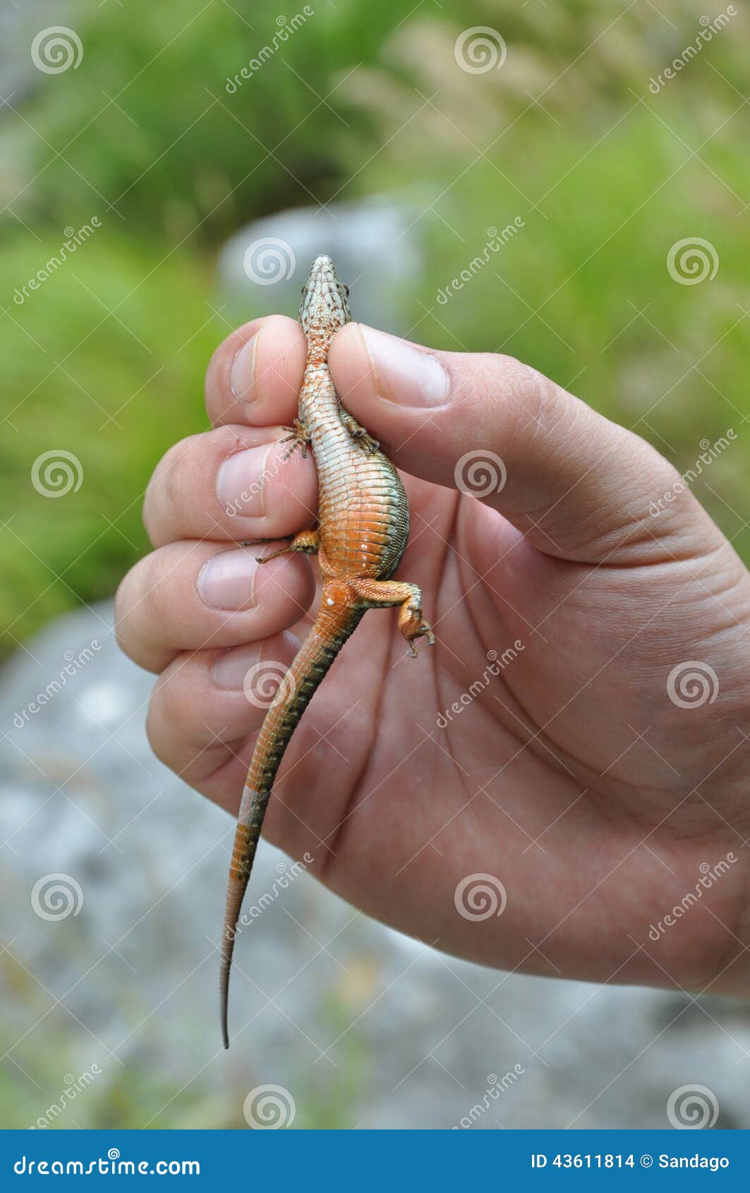 Lizard on hand stock photo. Image of close, copper, human - 43611814