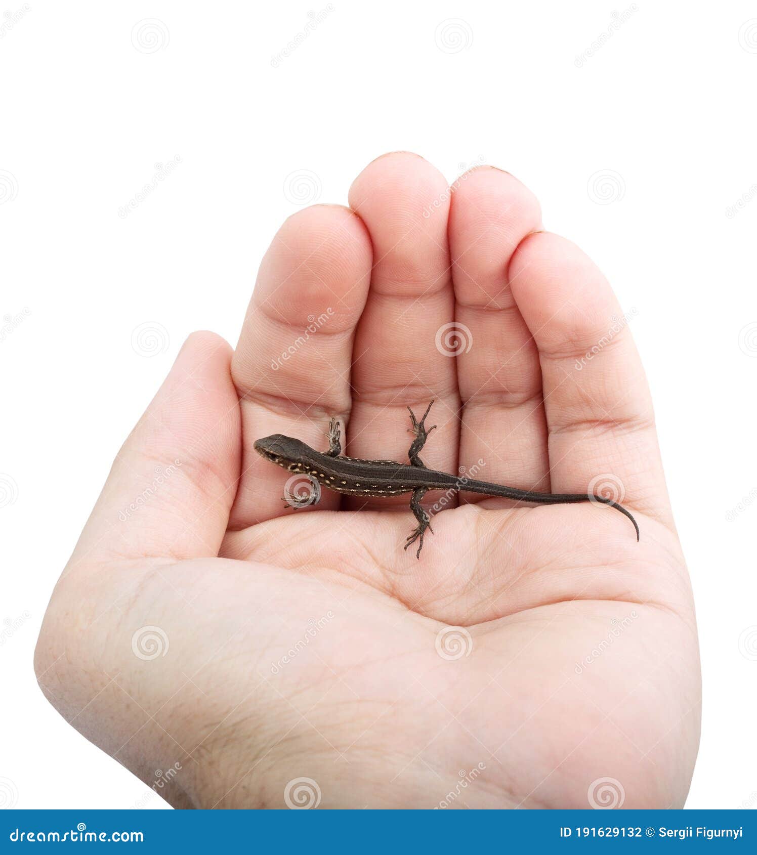 Lizard in the hand stock photo. Image of lizard, animal - 191629132