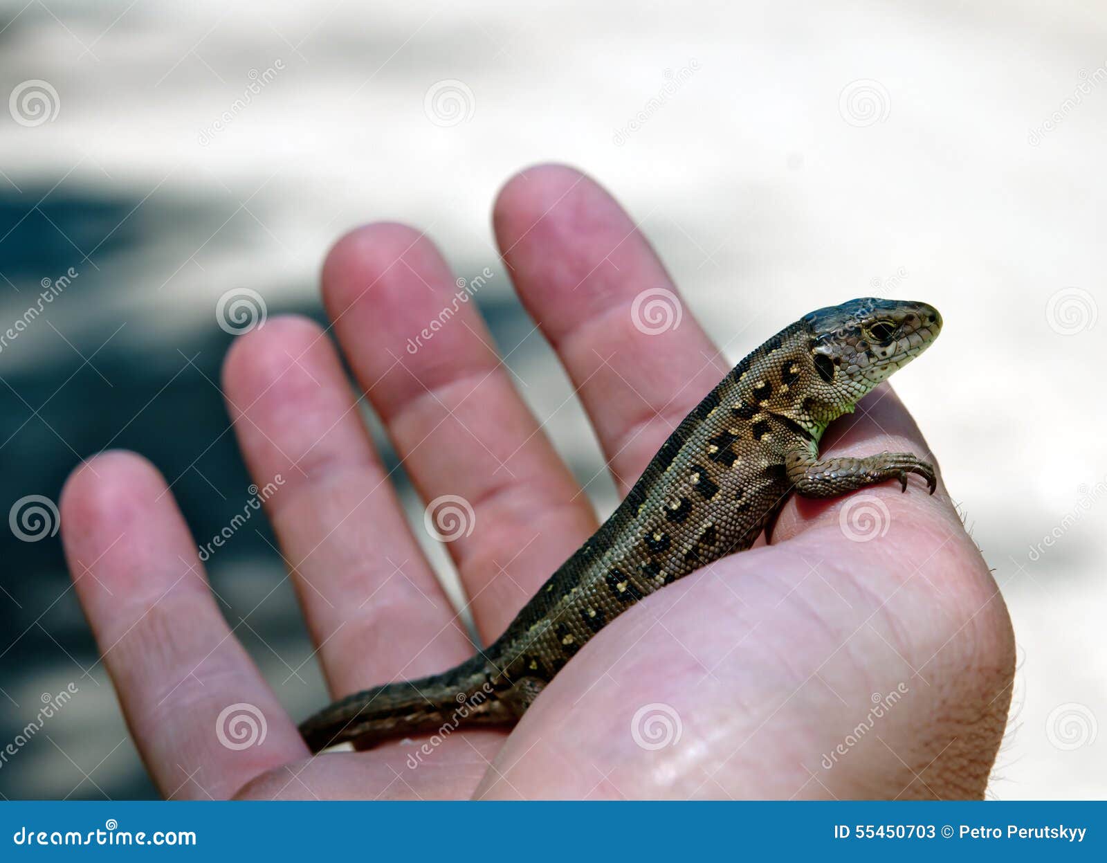 Lizard on hand stock image. Image of gorgeous, agilis - 55450703