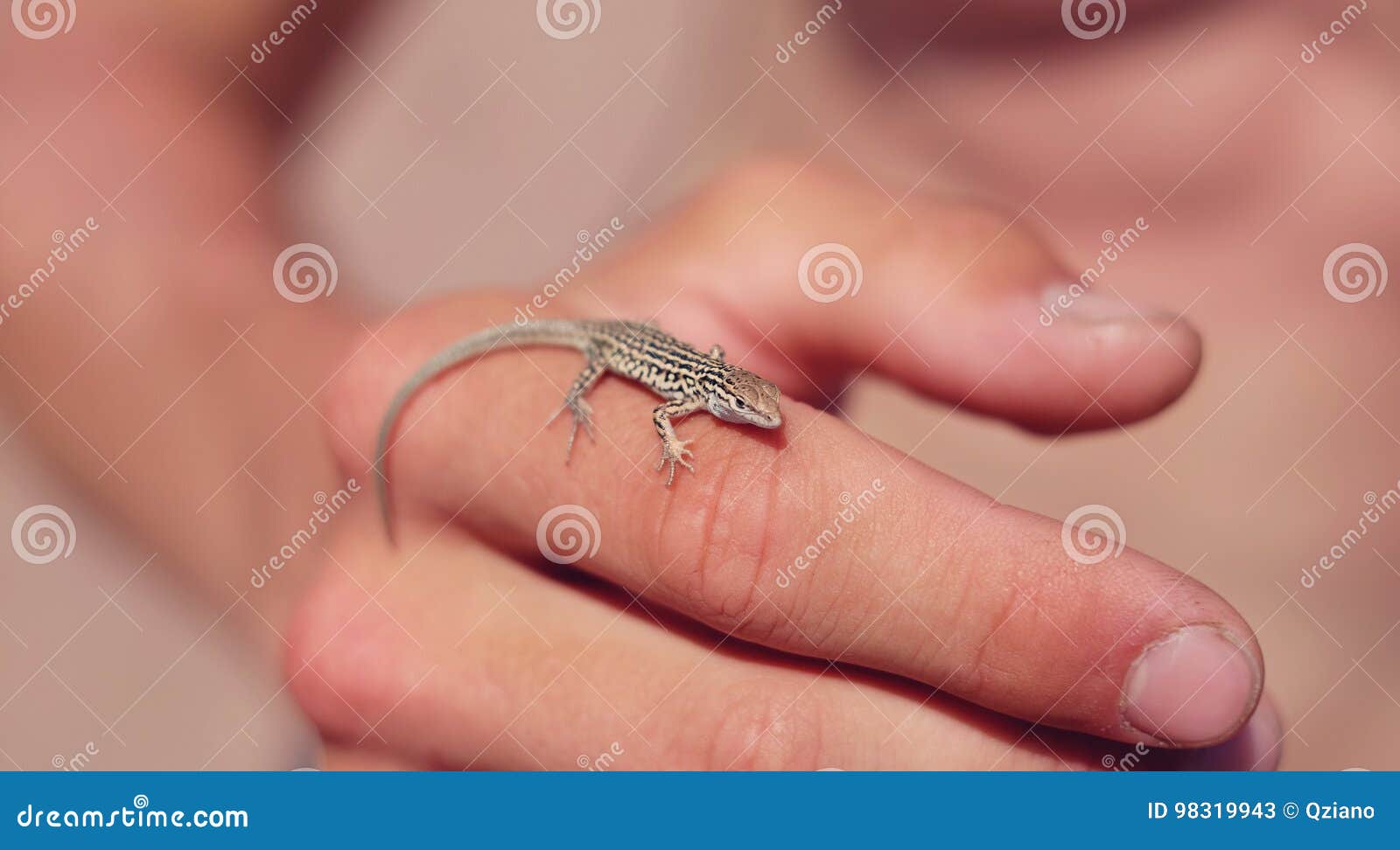 Lizard on the hand stock image. Image of nature, palm - 98319943