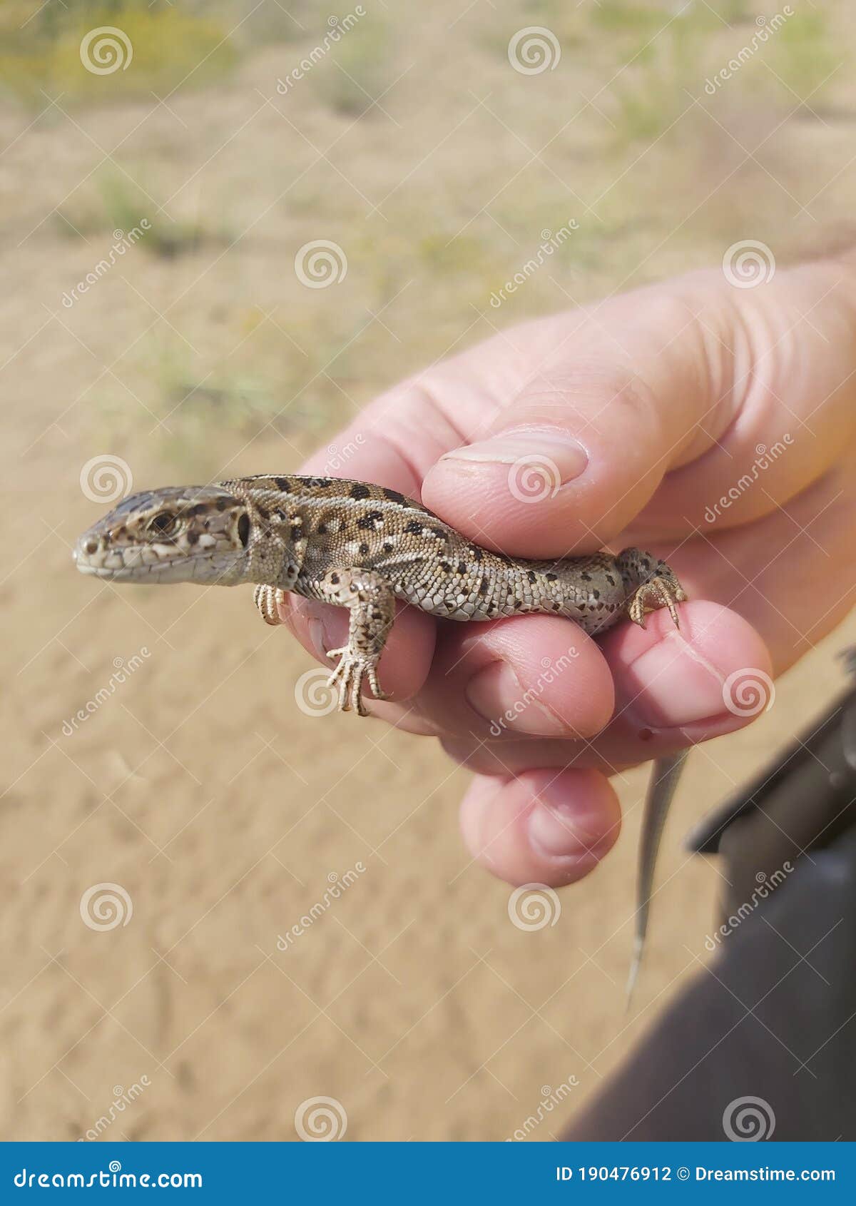 Lizard in the hand stock photo. Image of limb, wildlife - 190476912