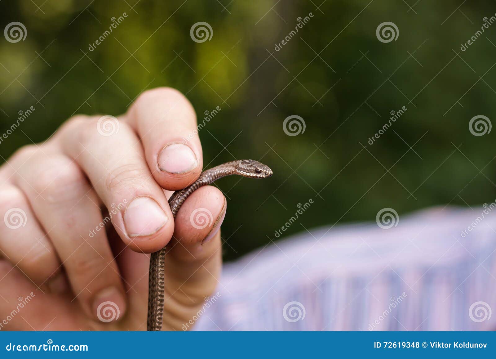 Lizard in the hand of man. stock photo. Image of nature - 72619348