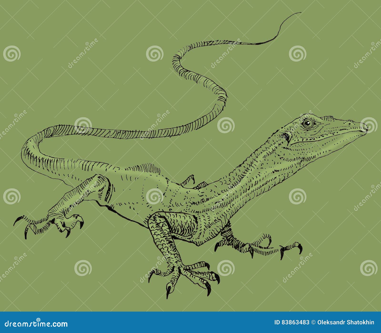 Lizard, Hand Painted Drawing of Outline Stock Illustration ...