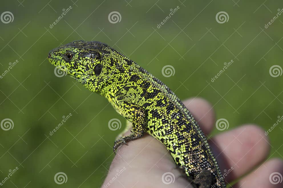 Lizard on a hand stock photo. Image of wild, hold, reptile - 30861178