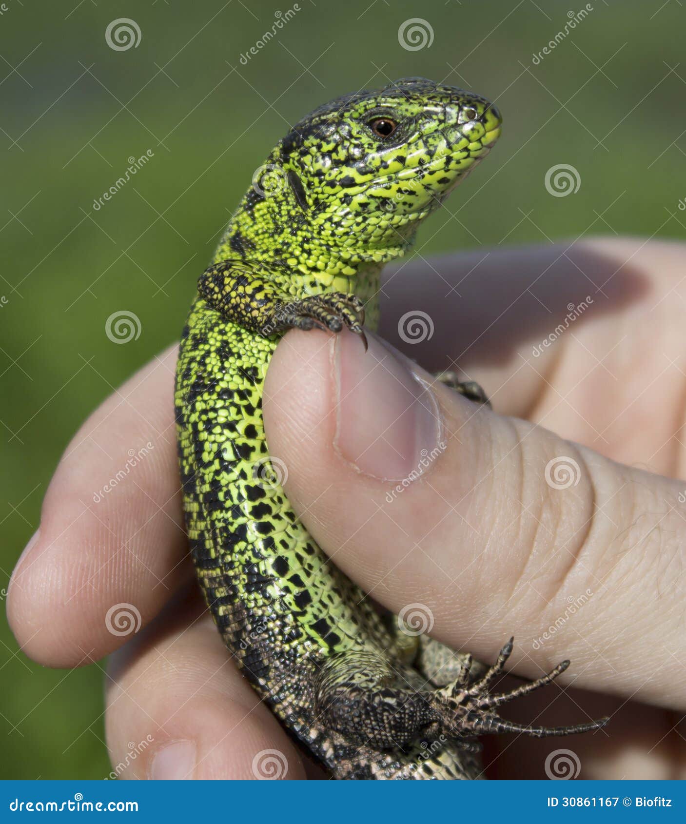 Lizard in the hand stock image. Image of small, reptile - 30861167
