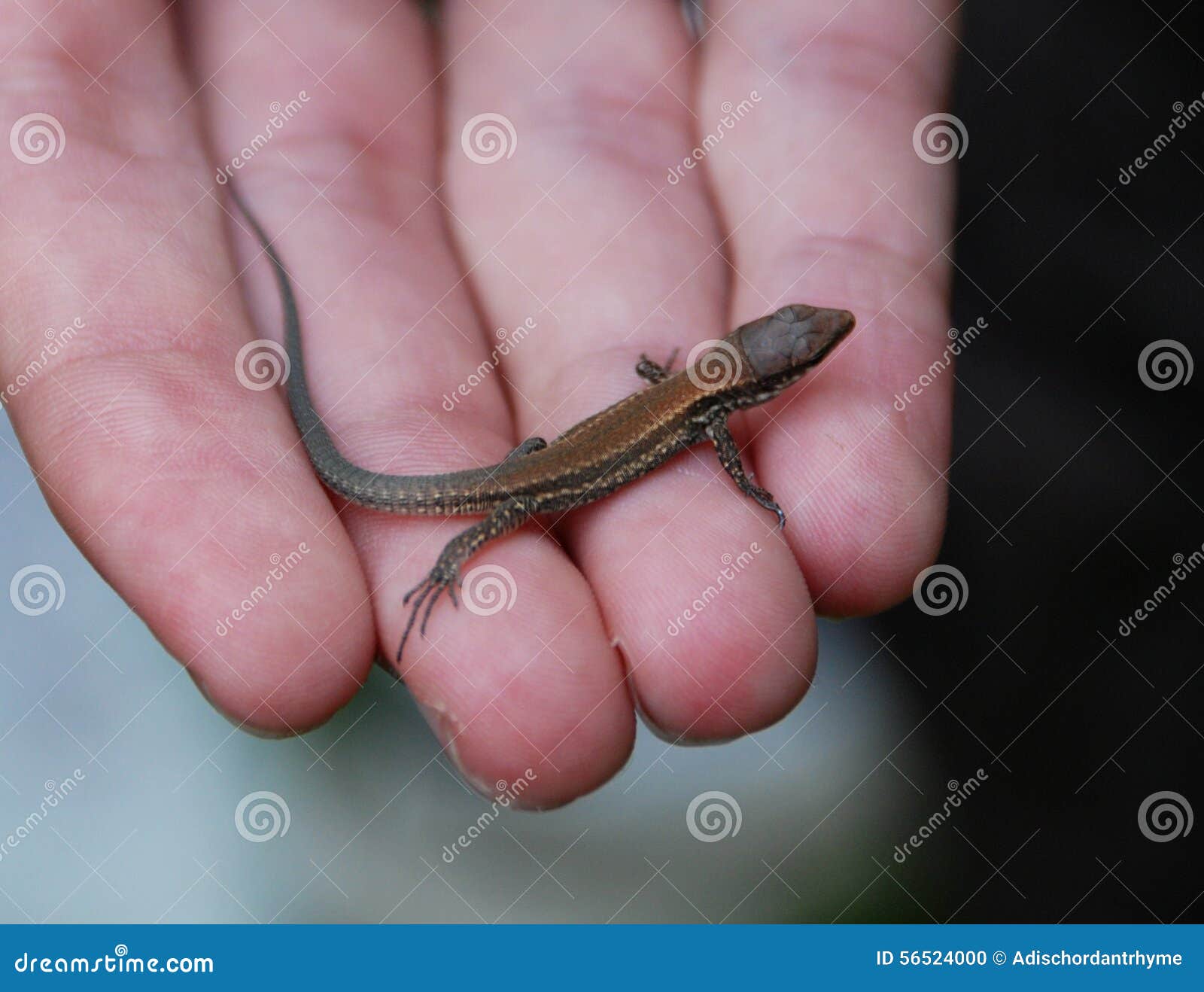 Lizard in Hand stock photo. Image of tiny, scaly, wild - 56524000