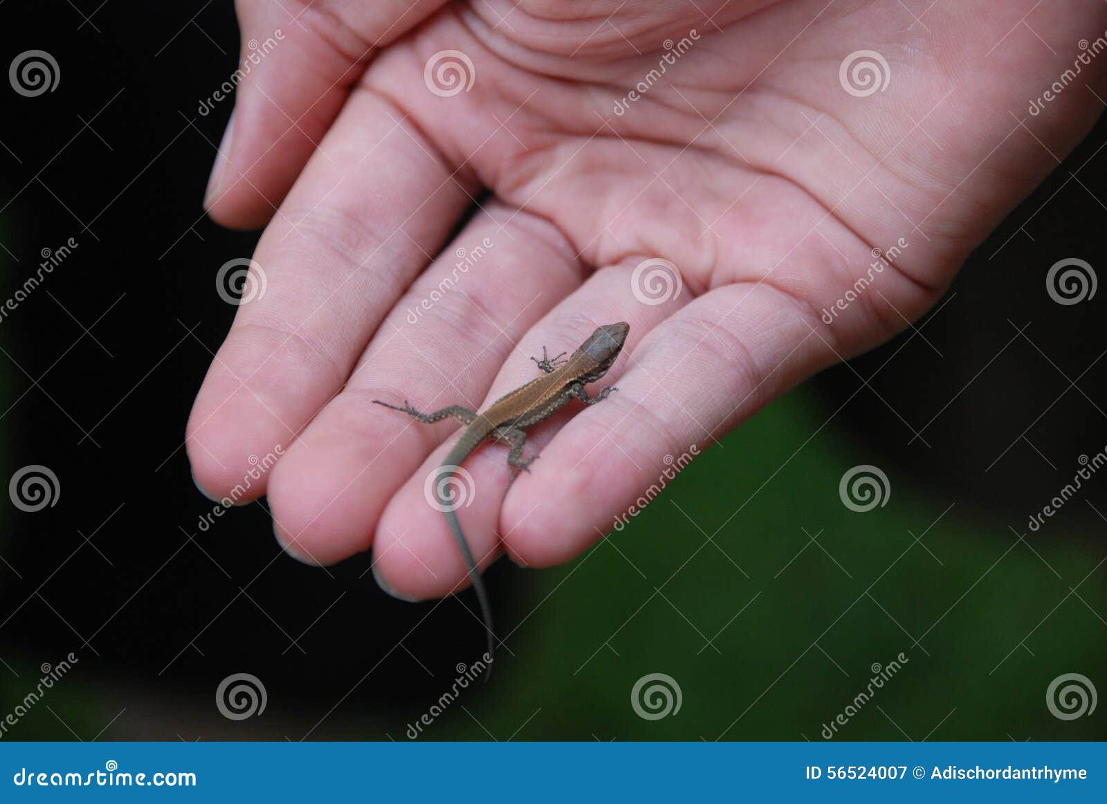 Lizard in Hand stock image. Image of lizard, scales, scaly - 56524007