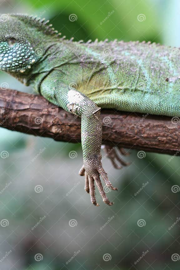 Lizard hands stock image. Image of hands, daylight, basks - 66967365