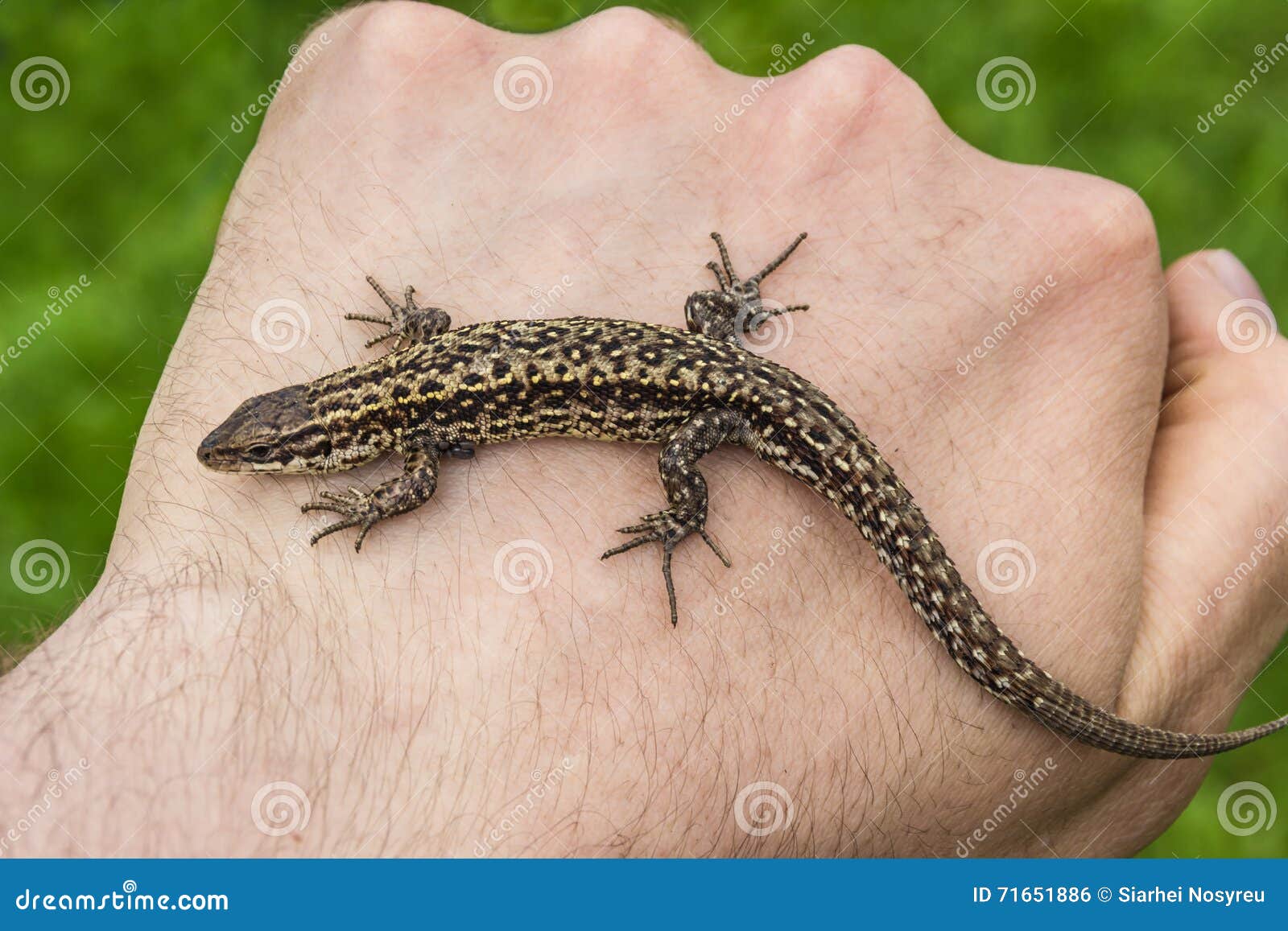 Lizard in Hands of the Person, Small Reptile Stock Photo - Image of ...