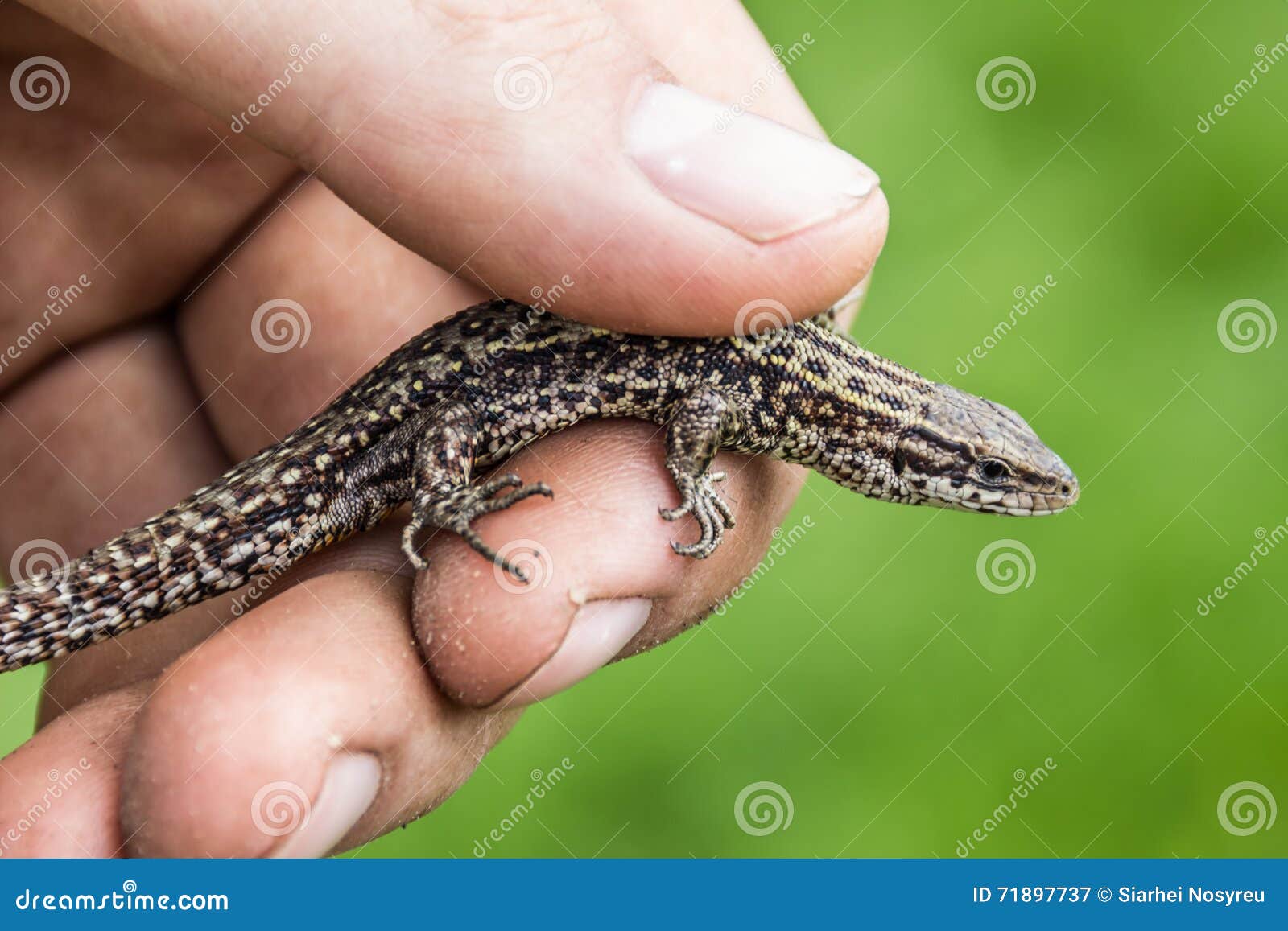 Lizard in Hands of the Person, Small Reptile. Stock Image - Image of ...