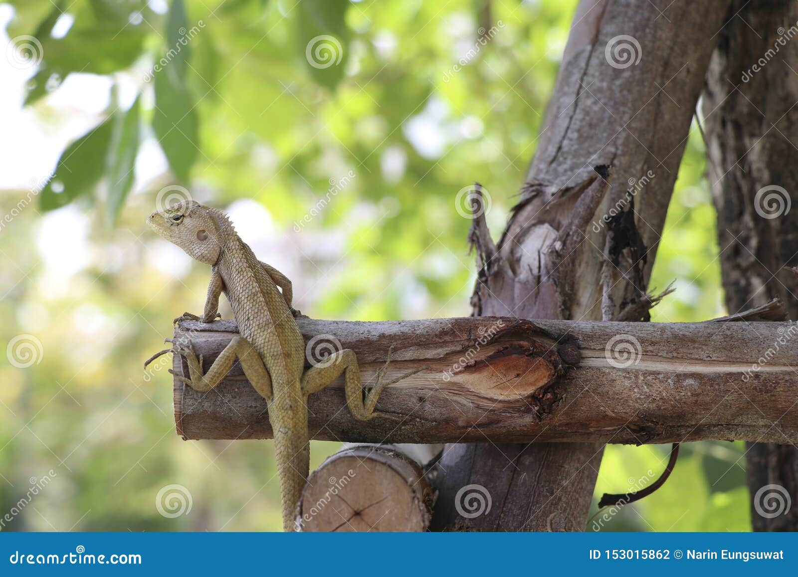 The Lizard Hang on the Tree. Stock Photo - Image of color, cling: 153015862