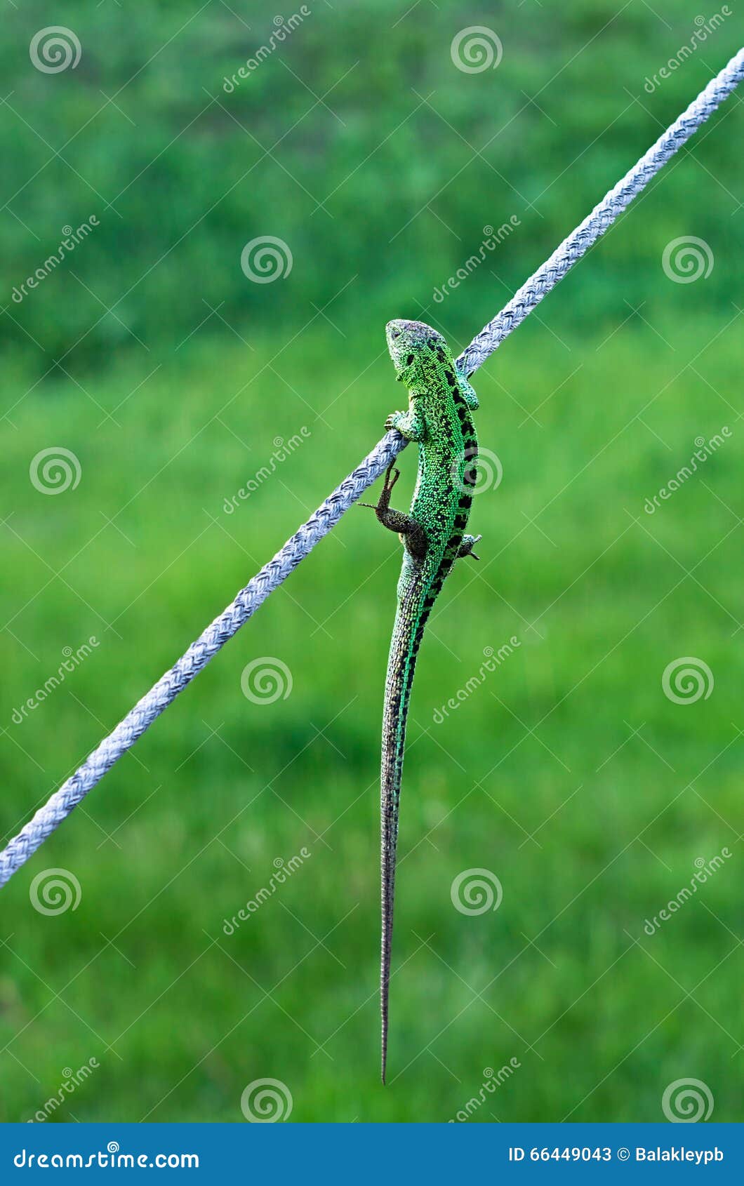 Lizard stock image. Image of wild, hanging, nature, green - 66449043