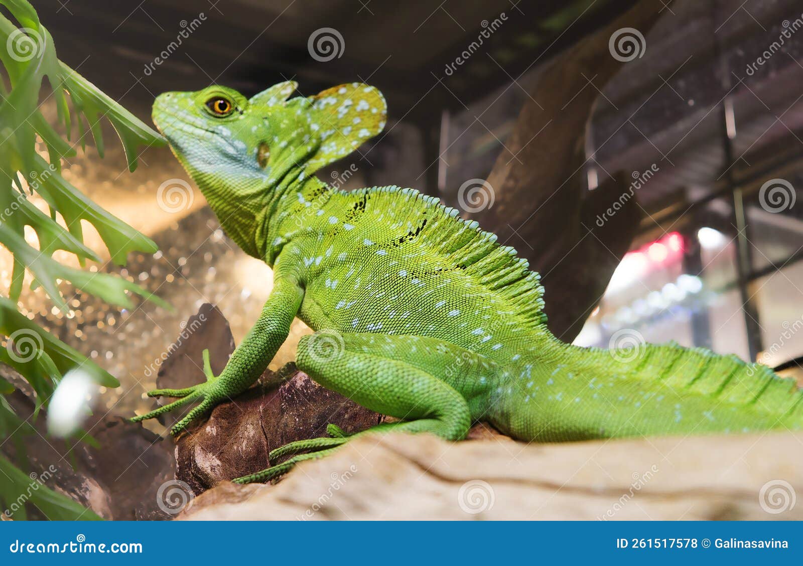 Basilisk Lizard Latin Basiliscus Plumifrons. Stock Photo - Image of ...