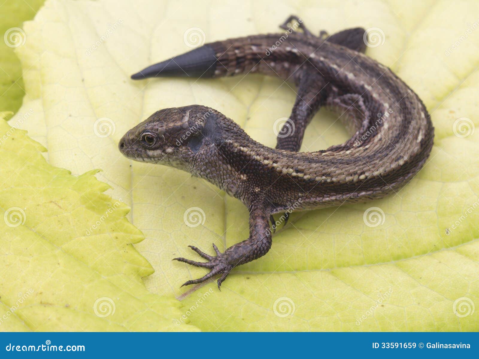 Lizard stock image. Image of reptiles, macro, lizards - 33591659