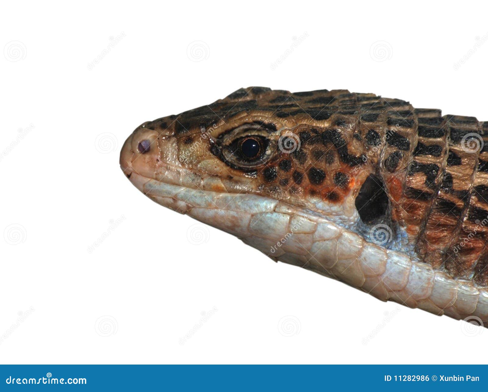Lizard Head / Uroplatus Fimbriatus Stock Image | CartoonDealer.com ...