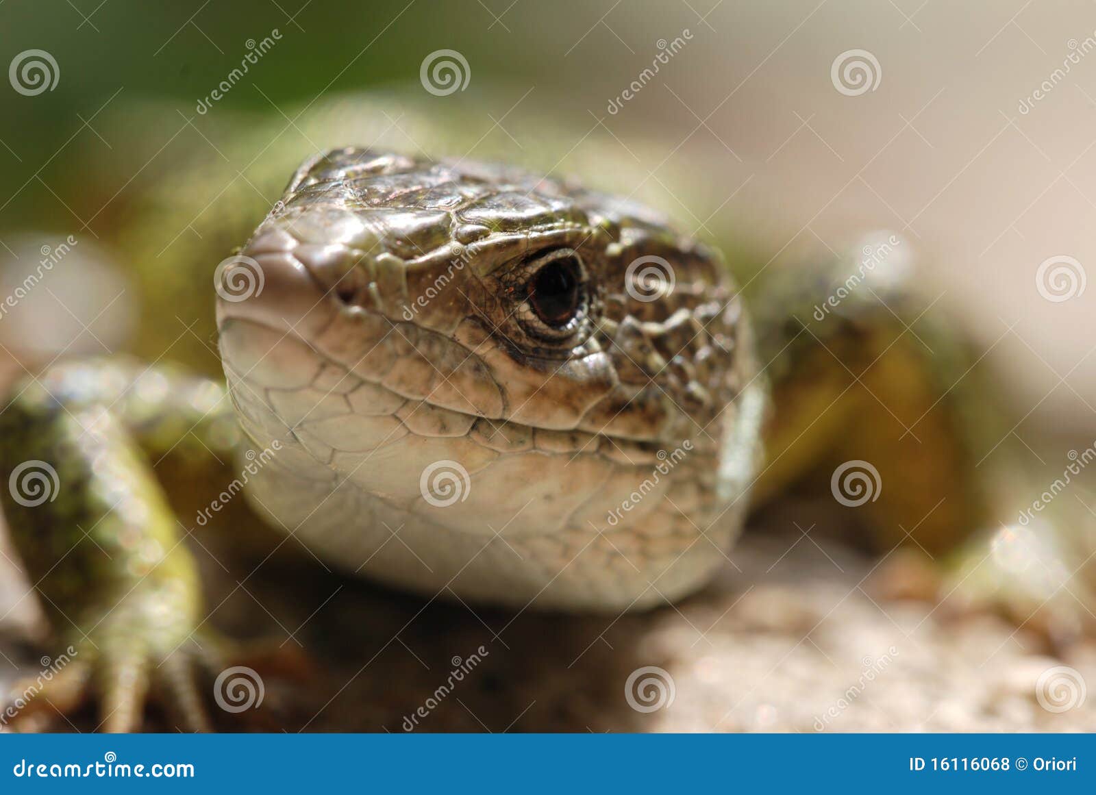 Lizard Head / Uroplatus Fimbriatus Stock Image | CartoonDealer.com ...