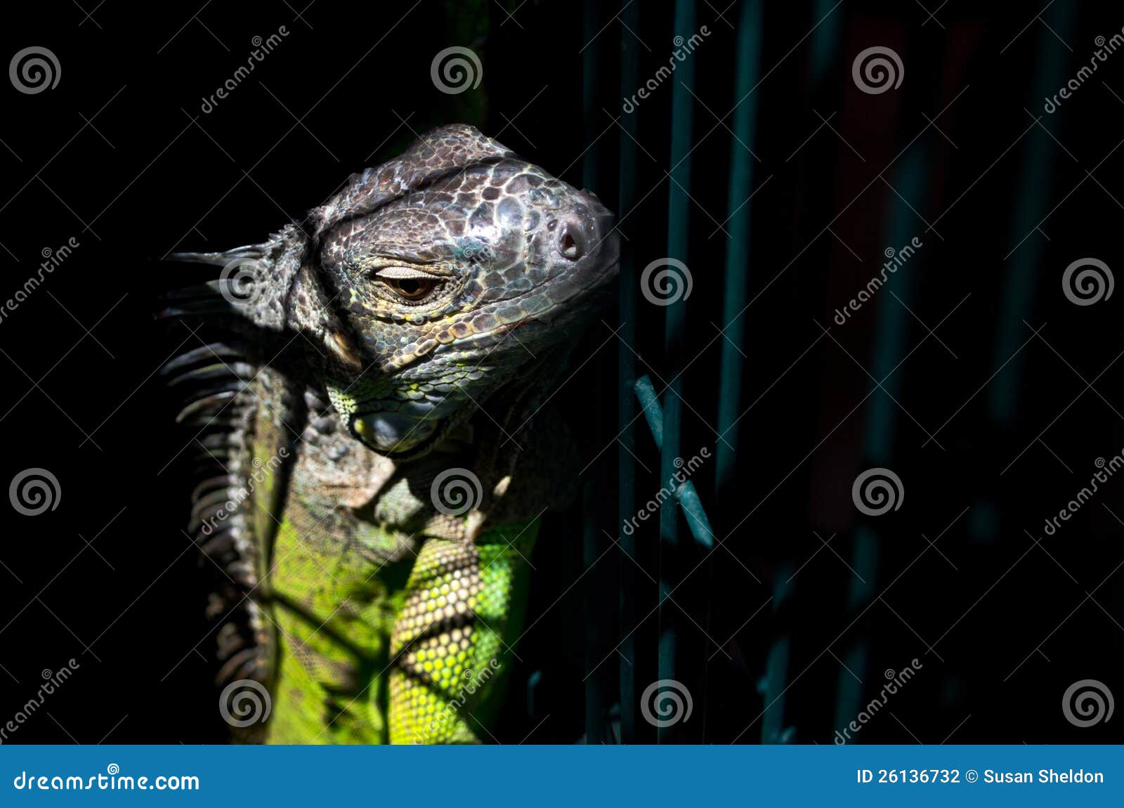 Lizard head stock photo. Image of lizard, horizontal - 26136732