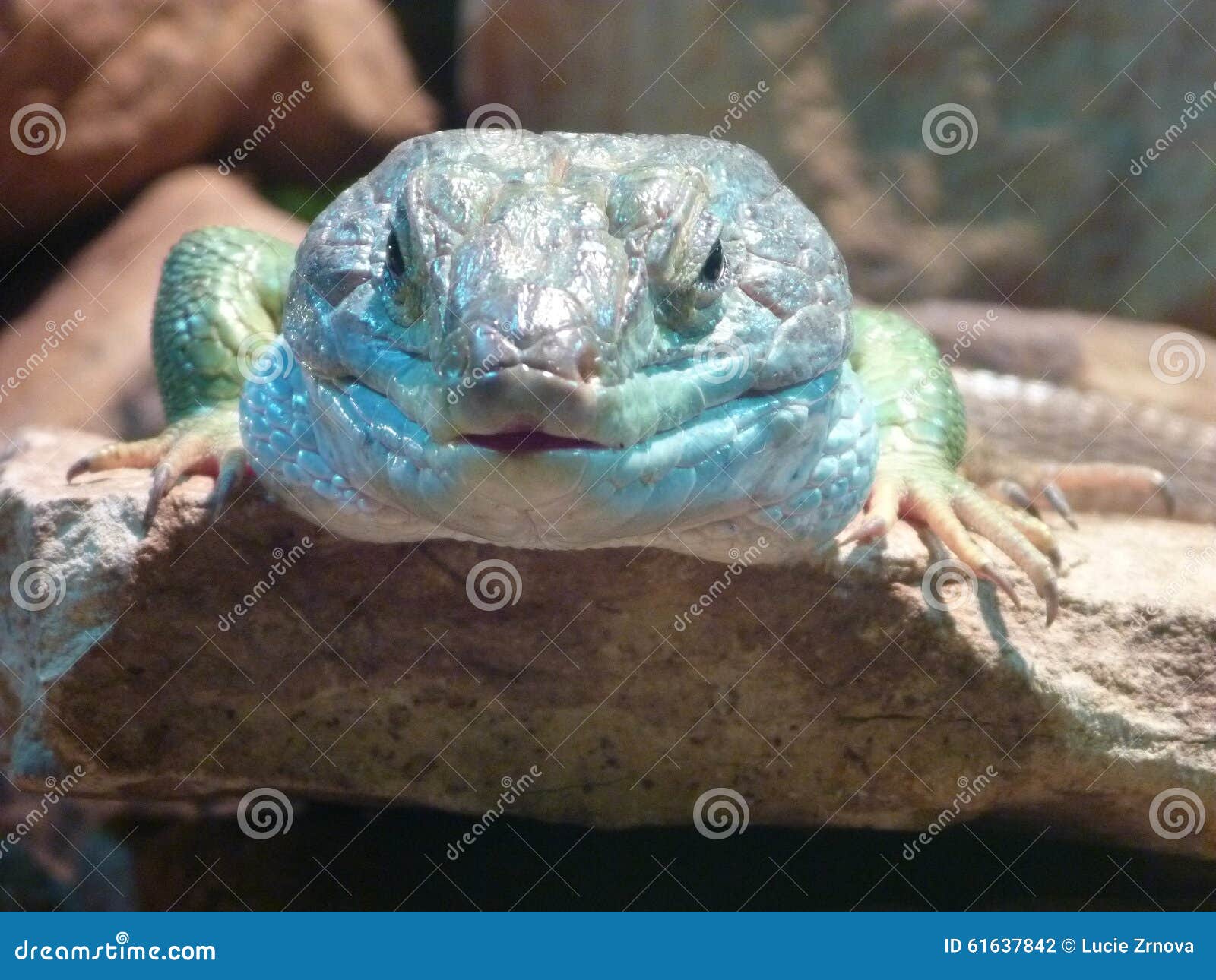 Lizard Head with Blue and Green Color Stock Photo - Image of scaly ...