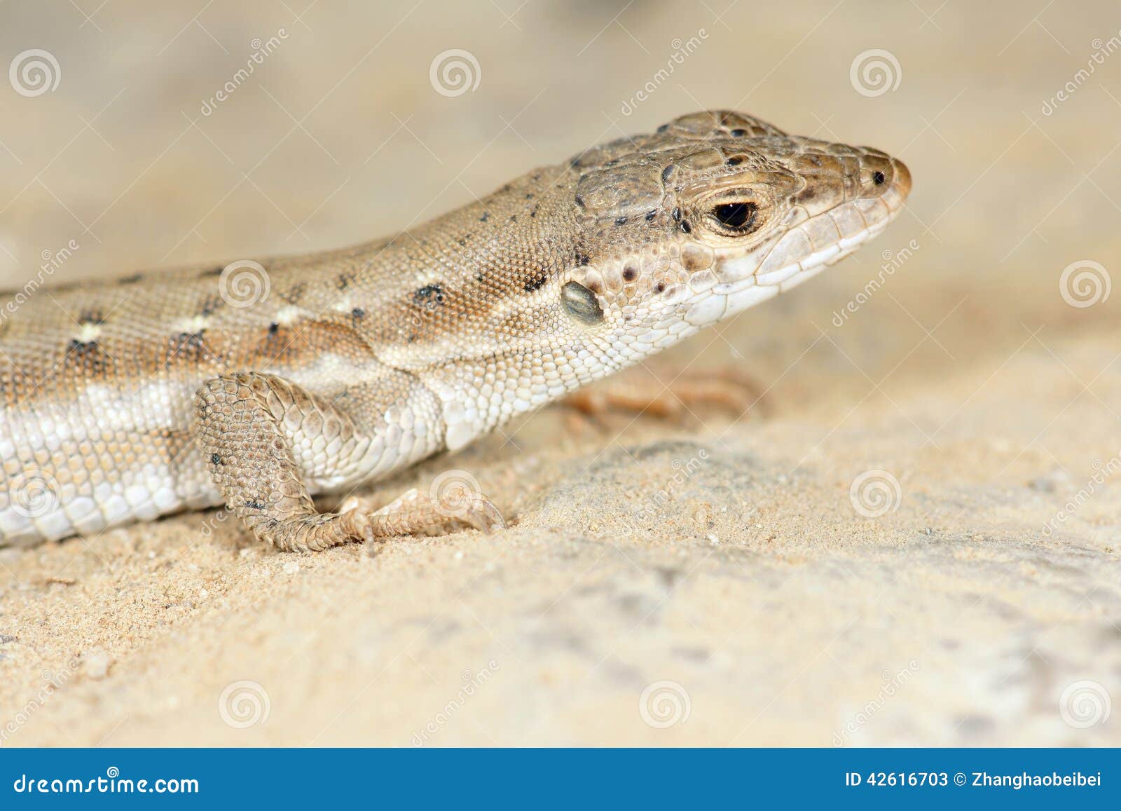 Lizard stock image. Image of animals, macro, head, lacertilian - 42616703