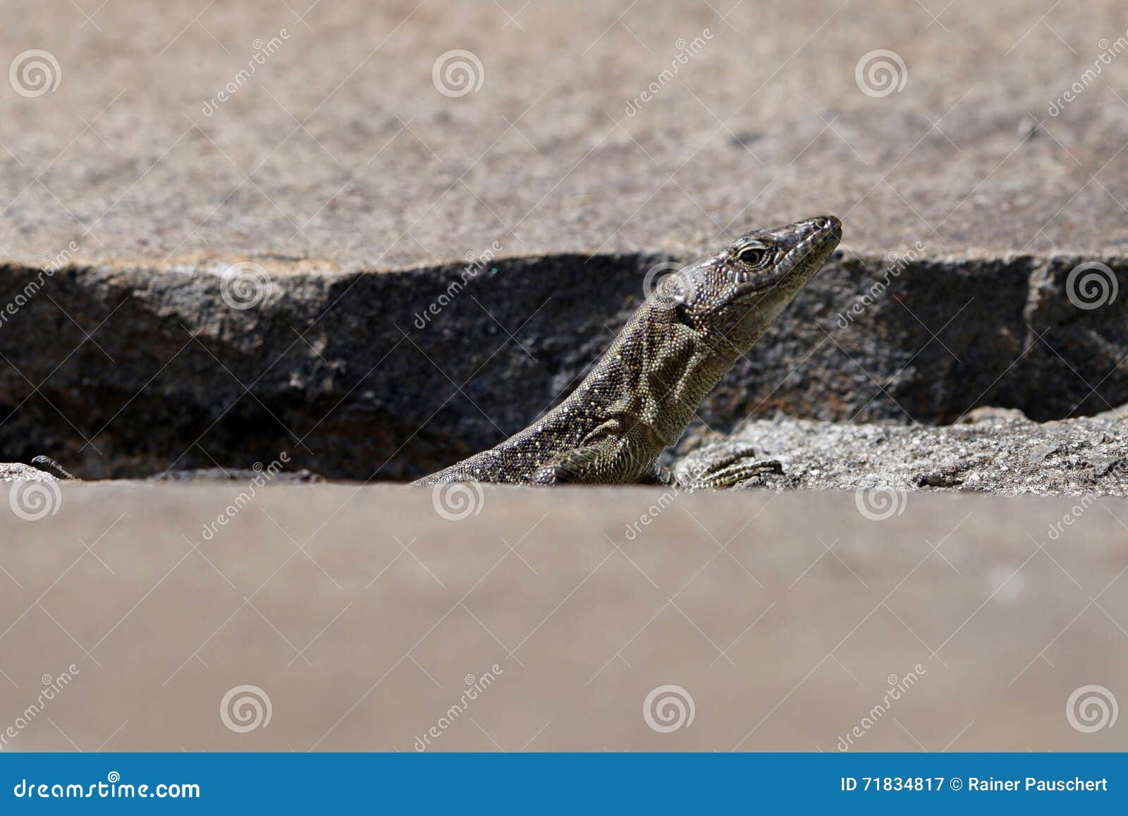 Lizard head stock image. Image of reptile, spiny, head - 71834817