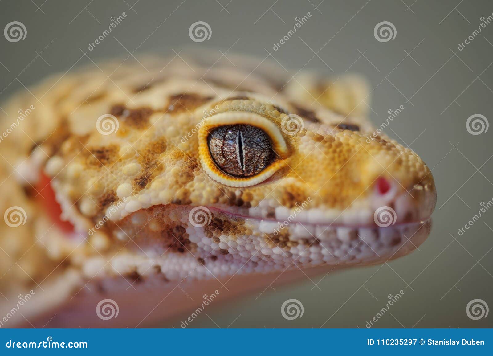 Head from Side of Common Leopard Gecko. Lizard Stock Image - Image of ...