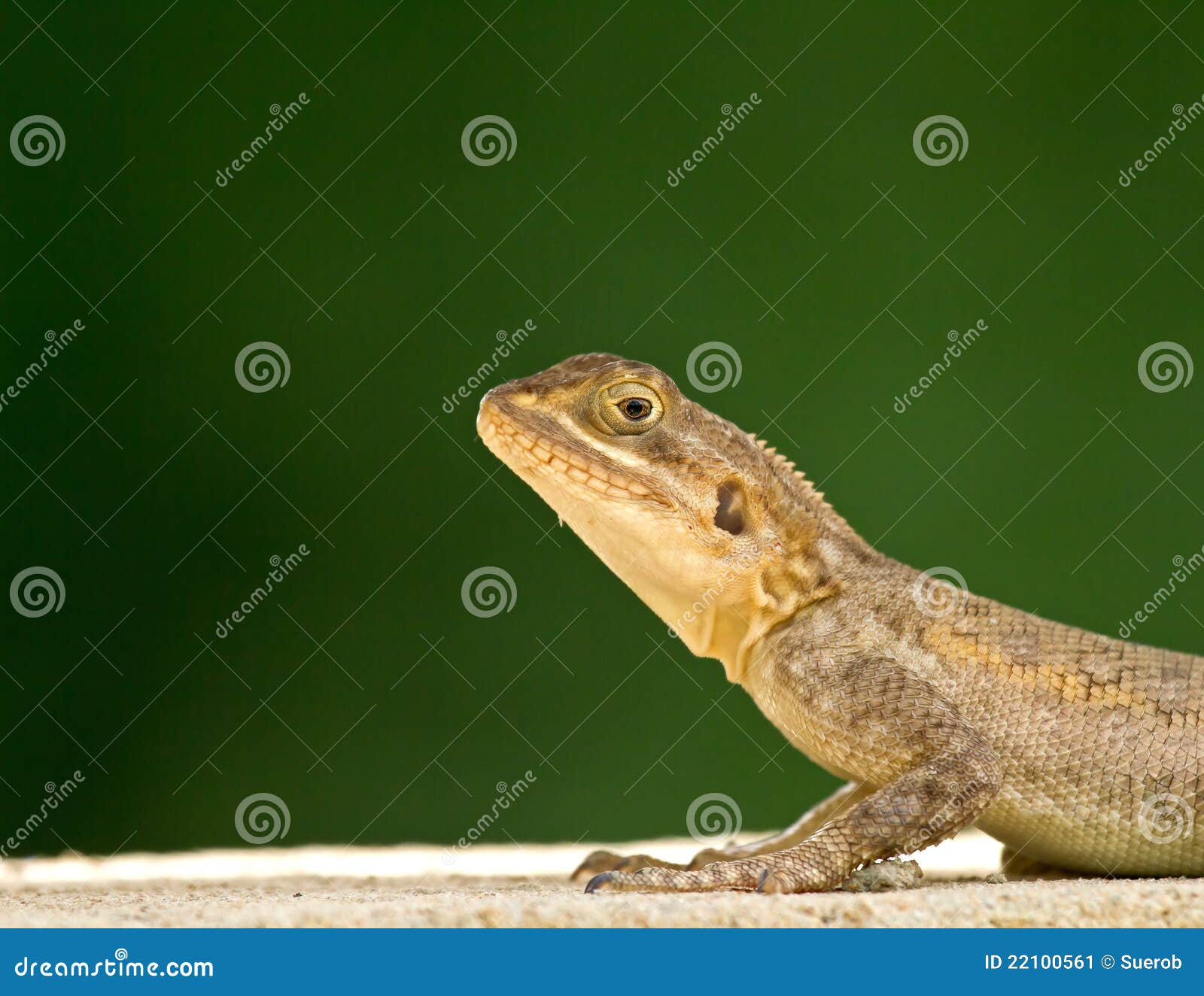 Lizard head and front legs stock image. Image of wildlife - 22100561