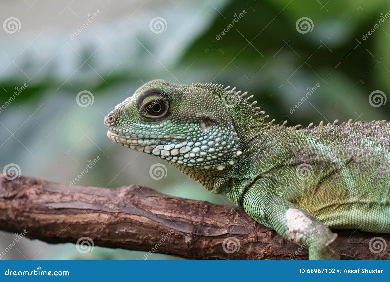 Bug Boy With Lizard Royalty-Free Stock Image | CartoonDealer.com #6788002