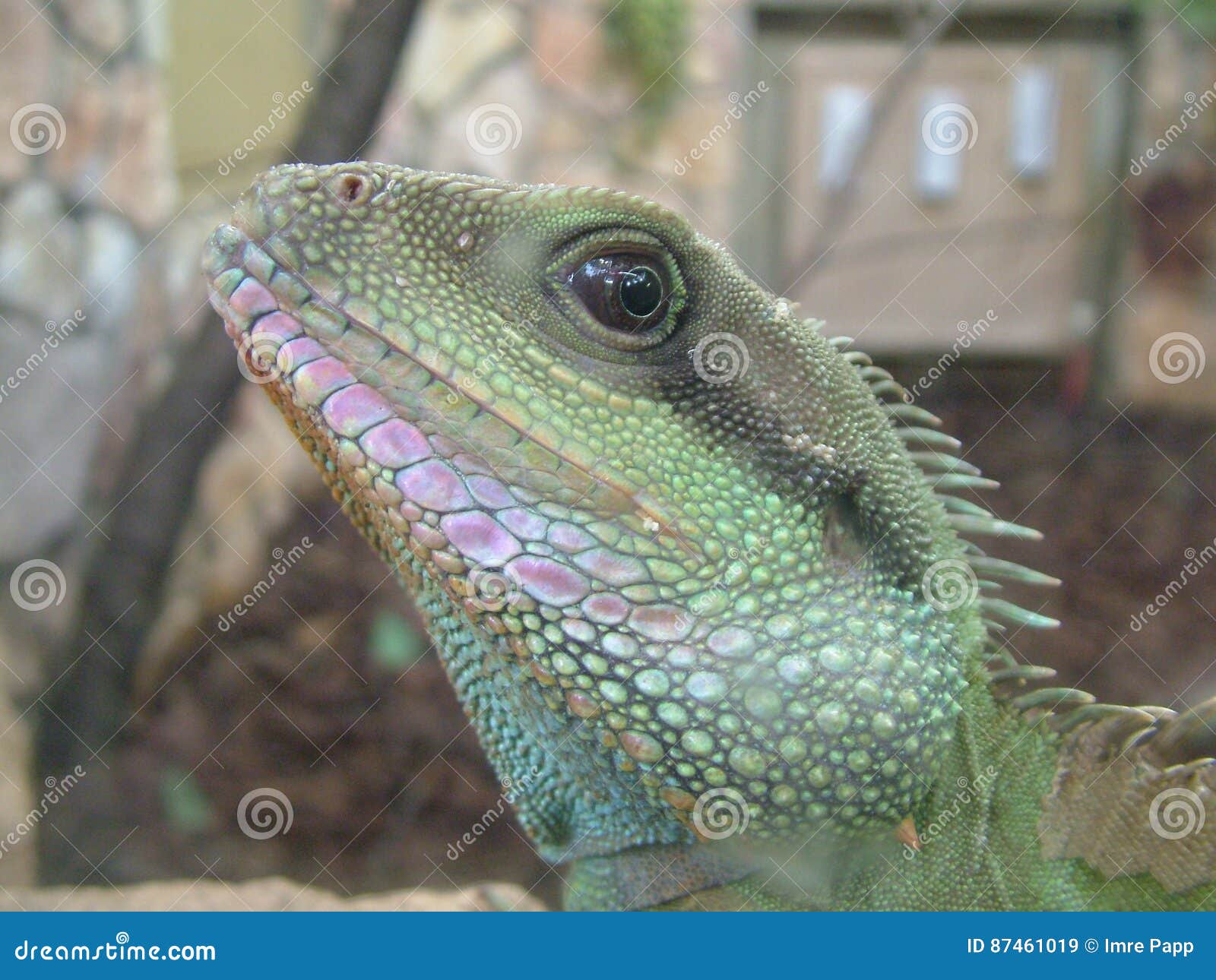 Lizard head stock image. Image of head, natural, green - 87461019