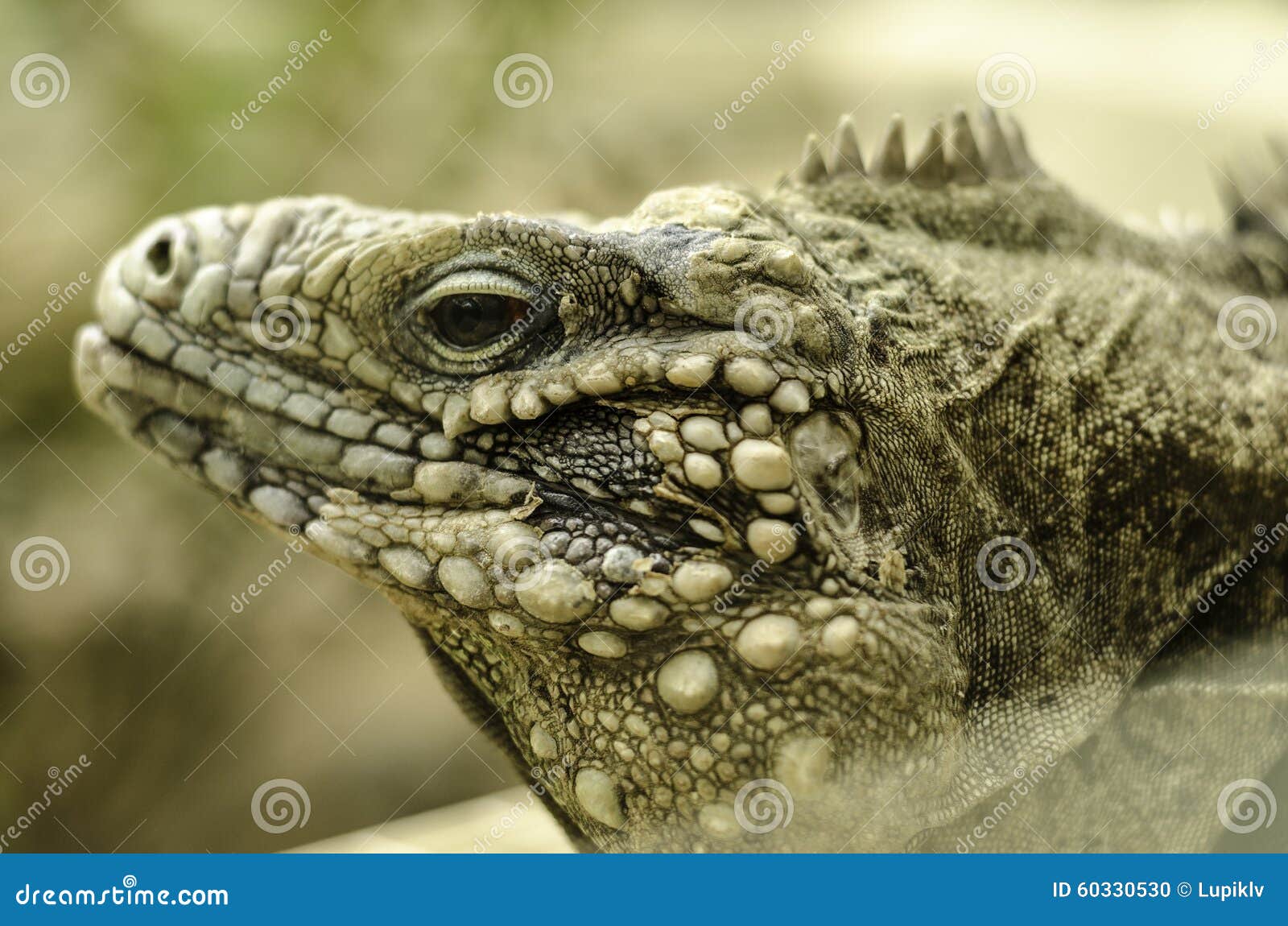 Lizard head stock photo. Image of animal, shoted, close - 60330530