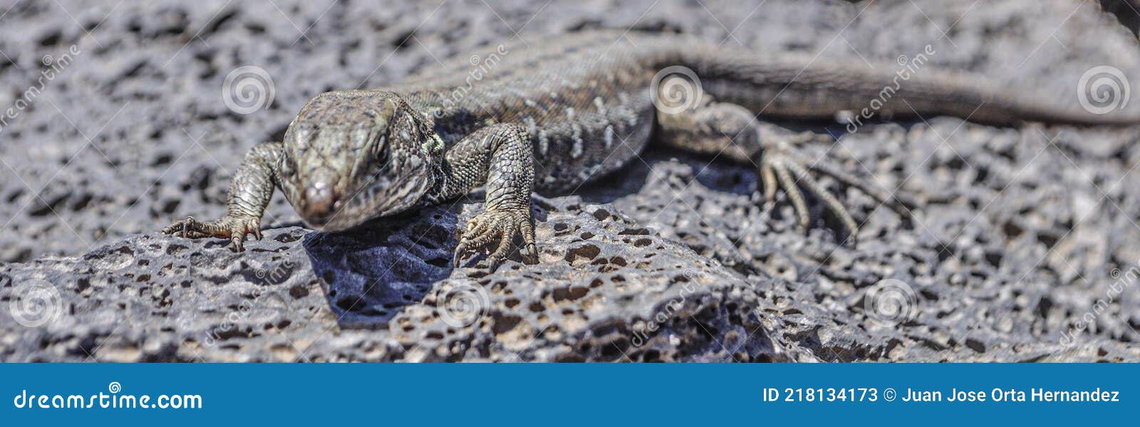 The Lizard in the Heat of the Sun Stock Image - Image of animal, nature ...