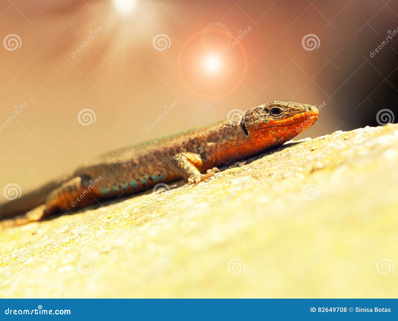Lizard heat stock photo. Image of head, sunning, animal - 82649708