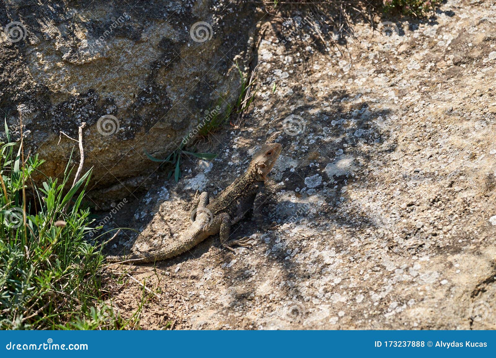 A Lizard Heating Up on the Stone Stock Photo - Image of europe, heat ...
