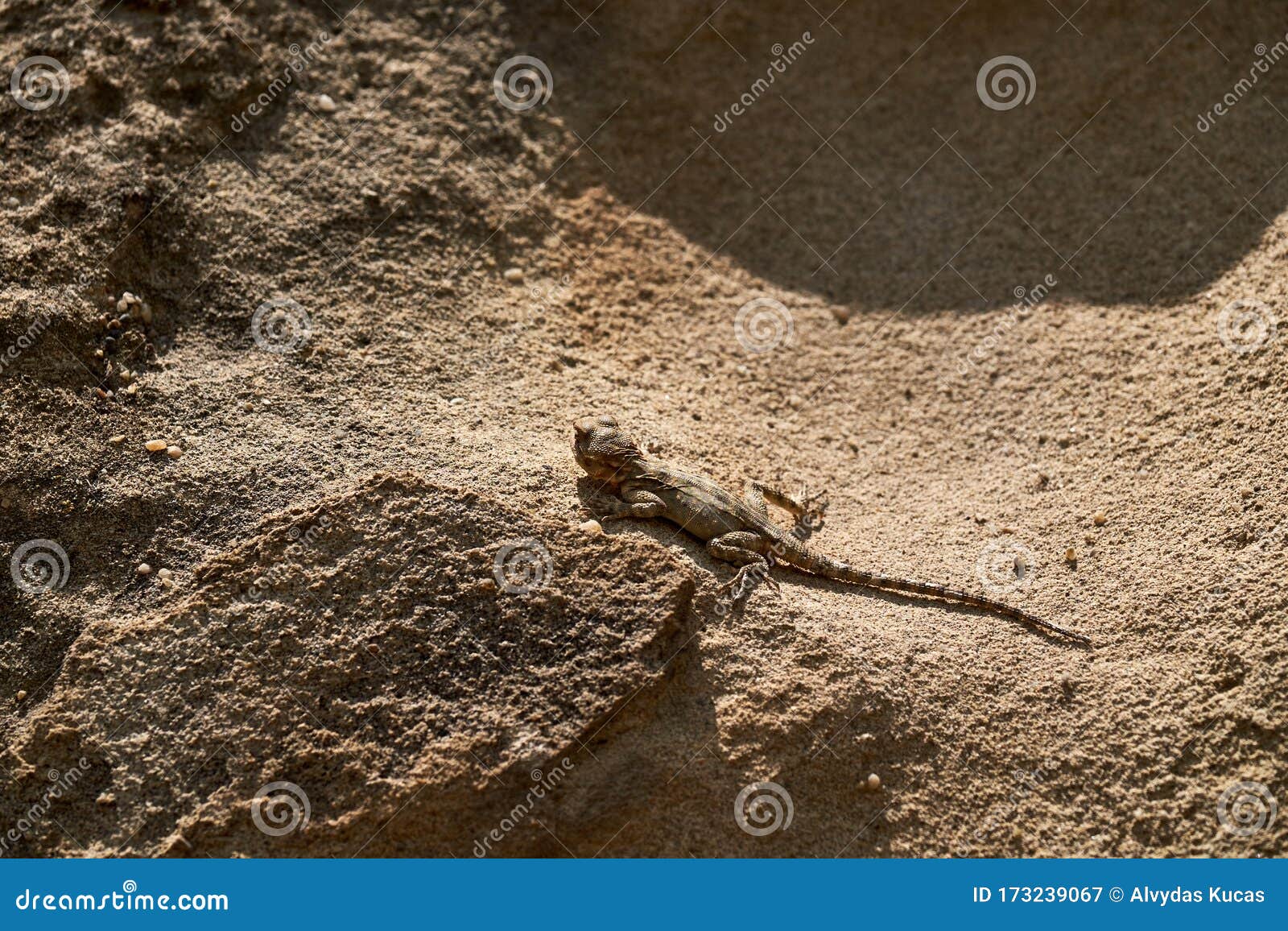 A Lizard Heating Up on the Stone Stock Image - Image of europe ...