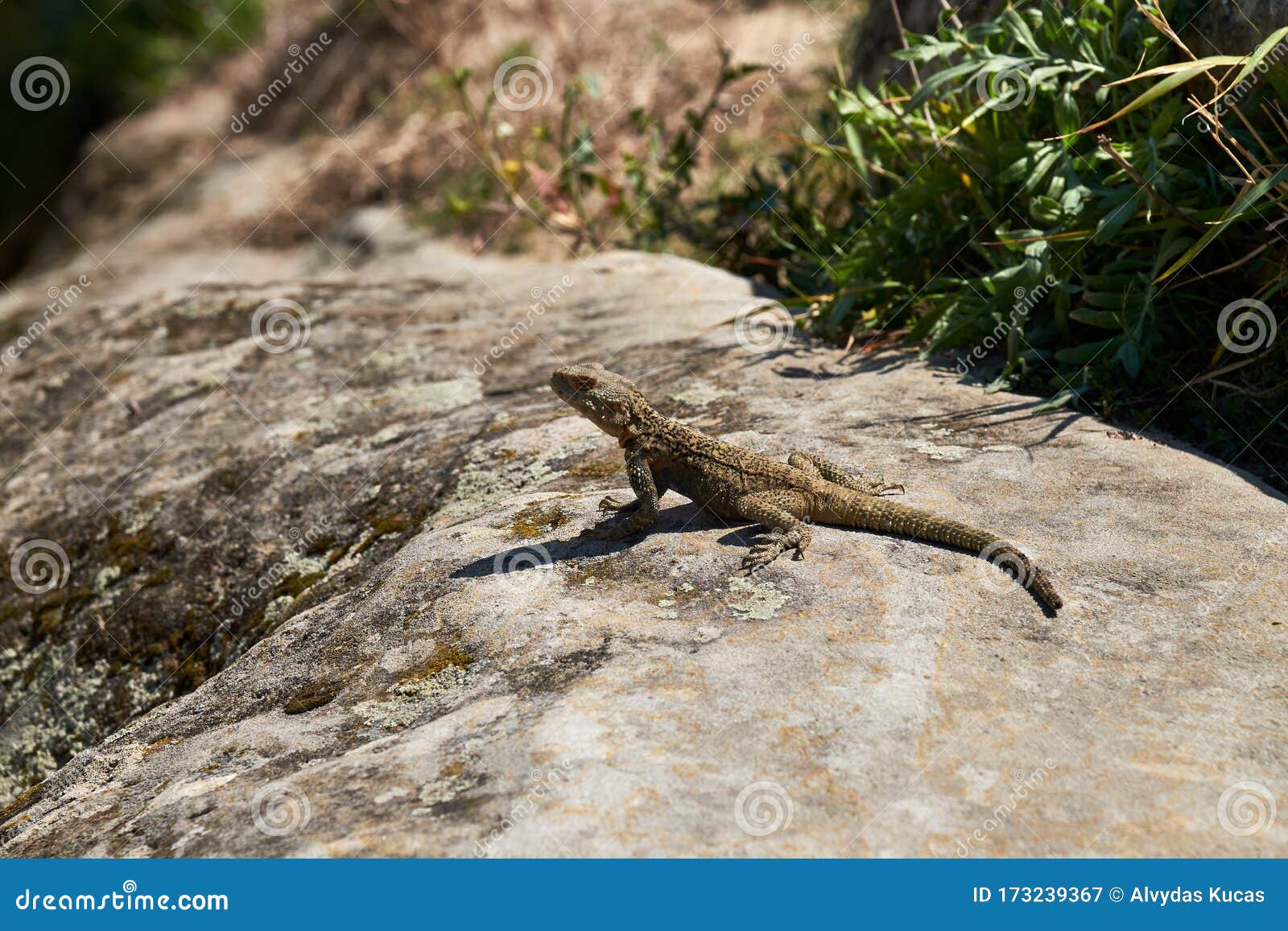 A Lizard Heating Up on the Stone Stock Image - Image of life, summer ...