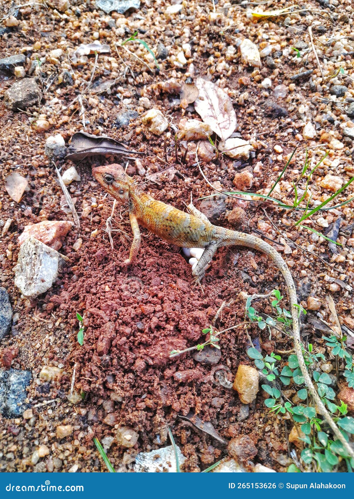 A Lizard with Her Eggs and Try To Keep Its Safely. Stock Photo - Image ...