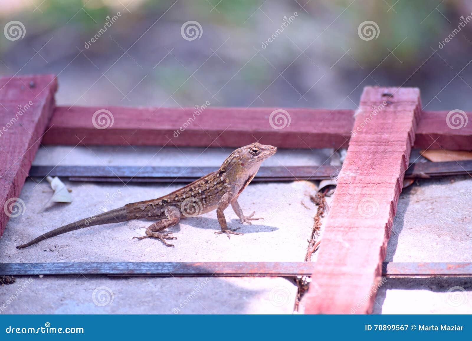 Lizard here stock image. Image of wildlife, colored, young - 70899567