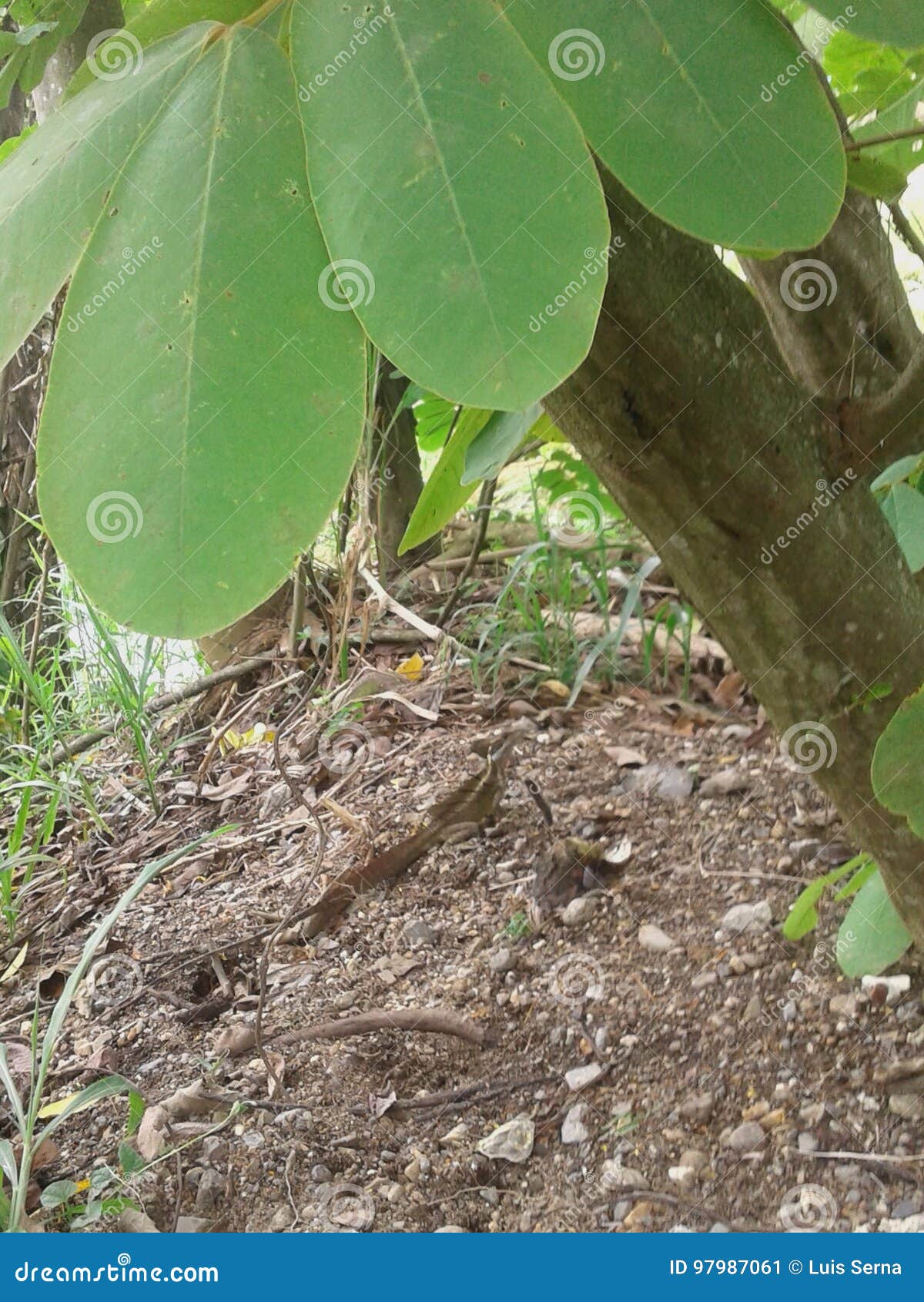 The lizard stock image. Image of nature, hidden, lizard - 97987061