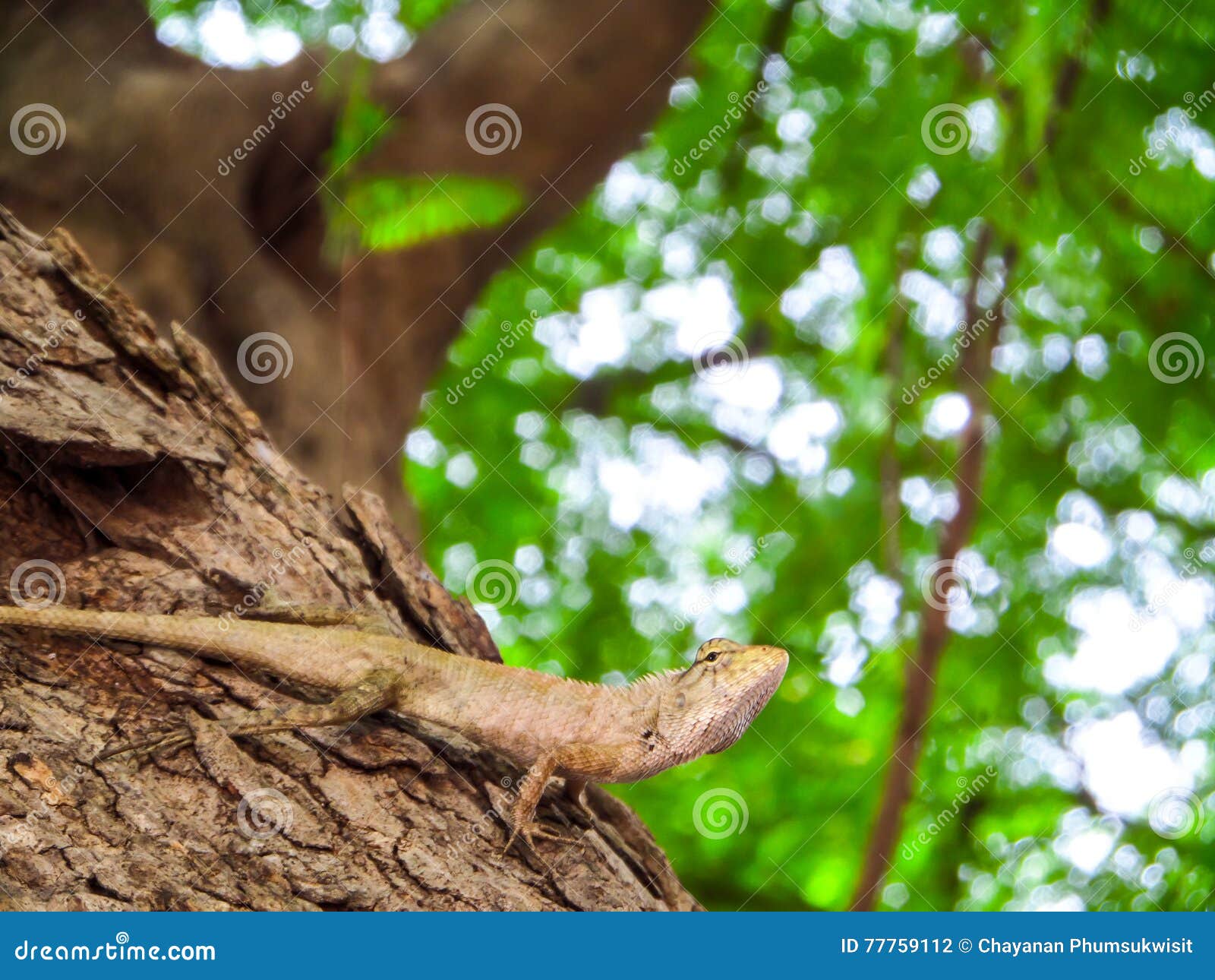Lizard Hide and Hang on Tree and Look Around Area Stock Photo - Image ...