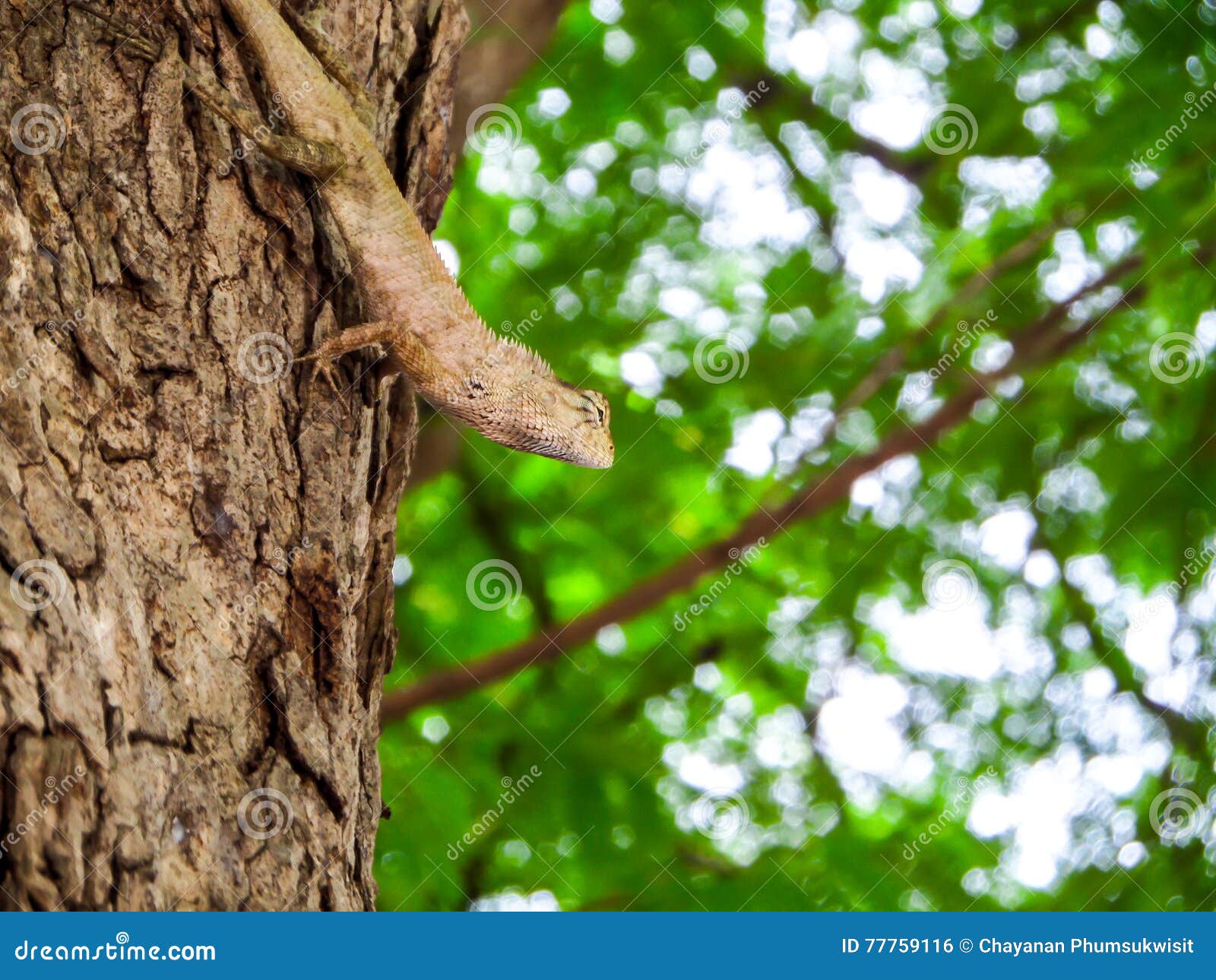 Lizard Hide and Hang on Tree and Look Around Area Stock Photo - Image ...