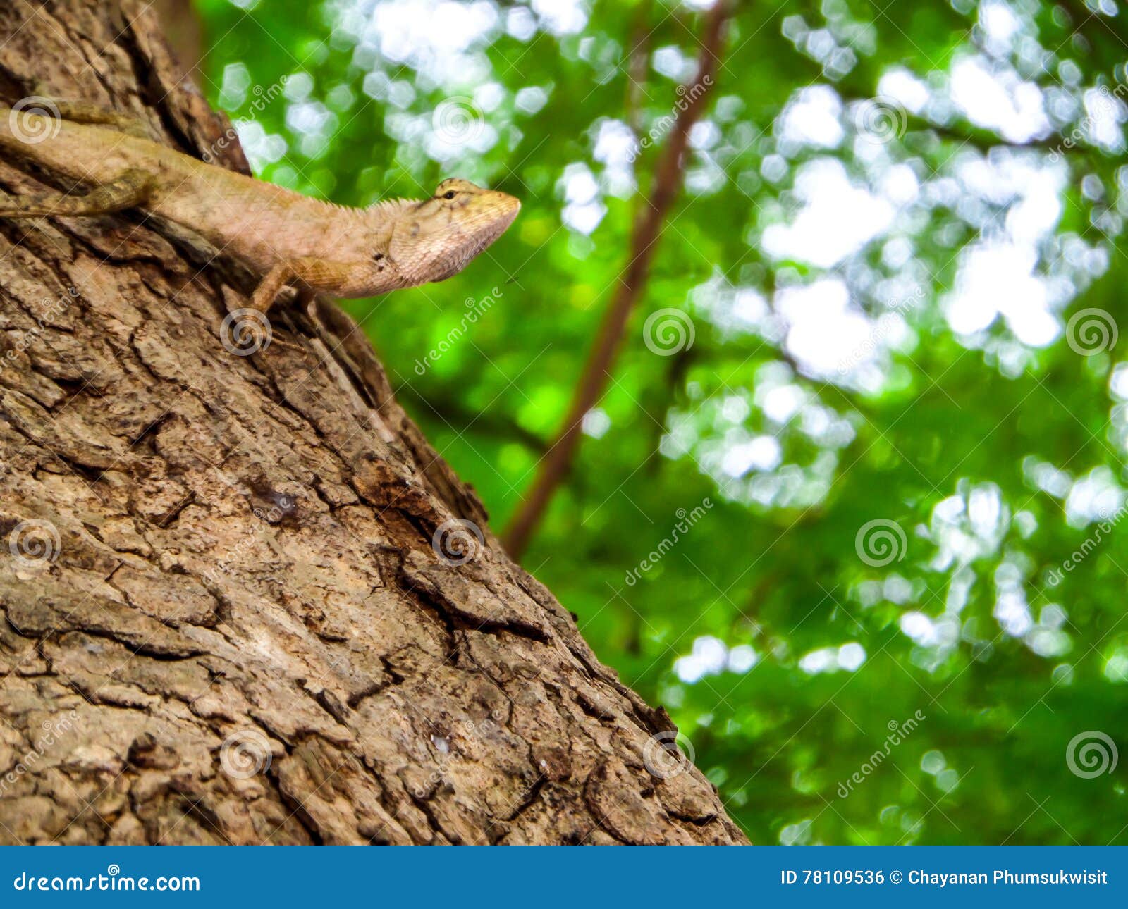 Lizard Hide and Hang on Tree and Look Around Area Stock Photo - Image ...