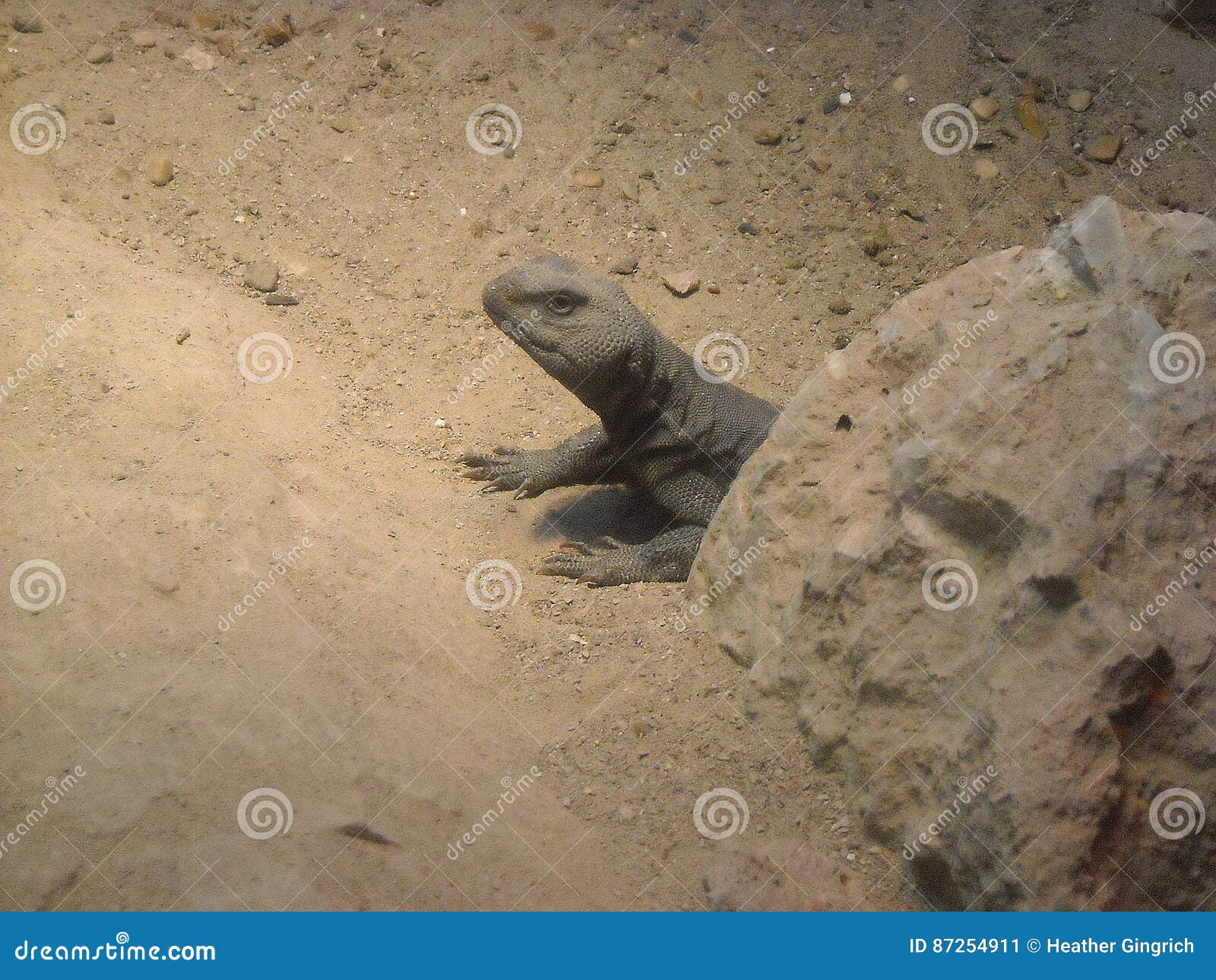 Lizard Hiding Behind a Rock Stock Image - Image of lizard, bright: 87254911