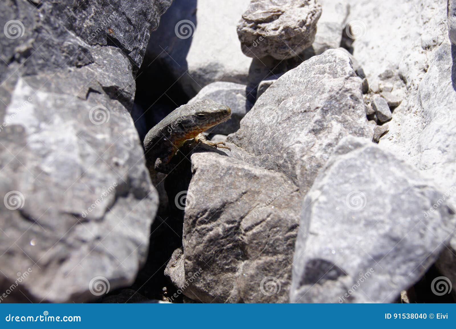 Lizard hiding stock photo. Image of stones, hiding, reptiles - 91538040