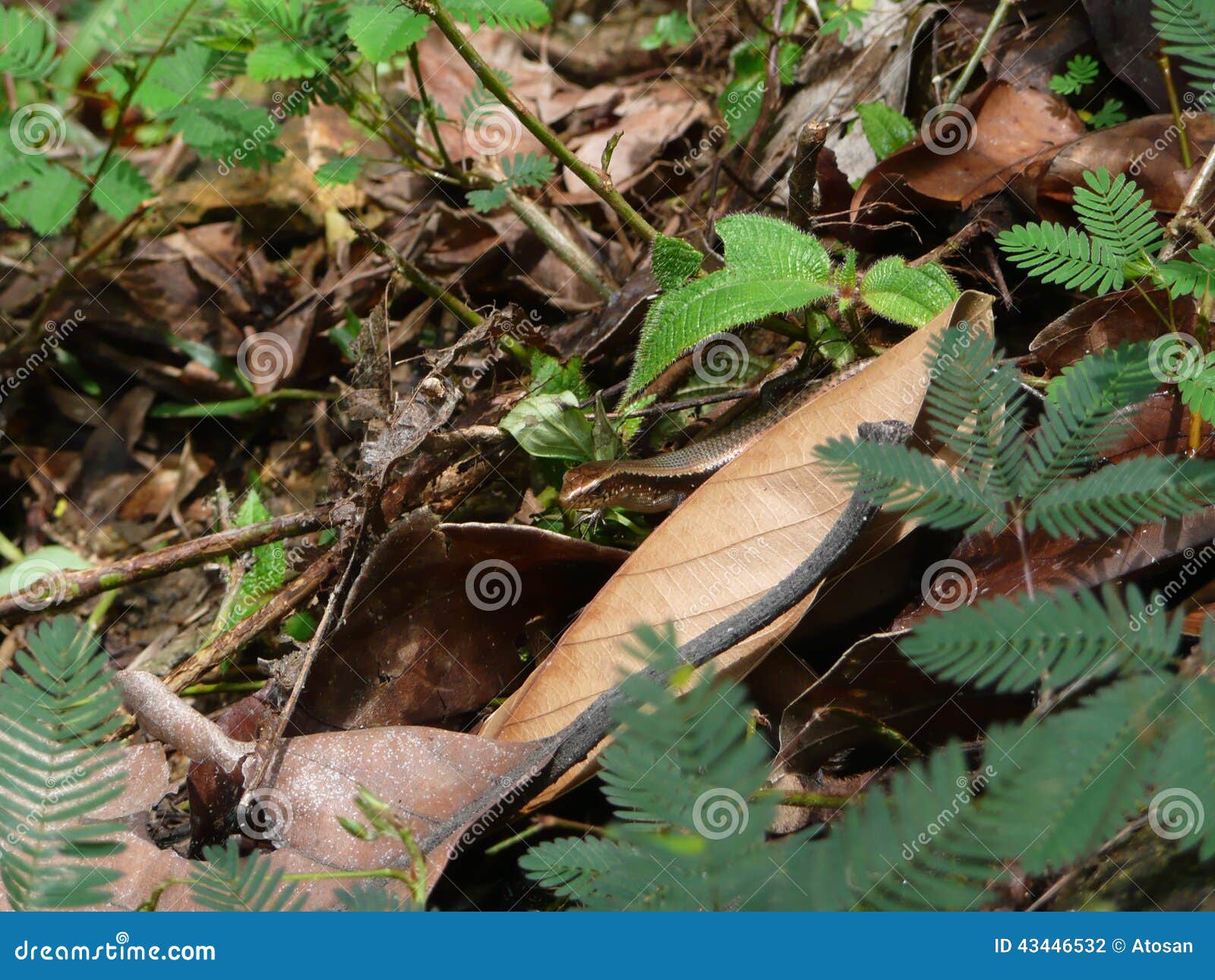 Lizard Hiding stock photo. Image of reptile, nature, wild - 43446532