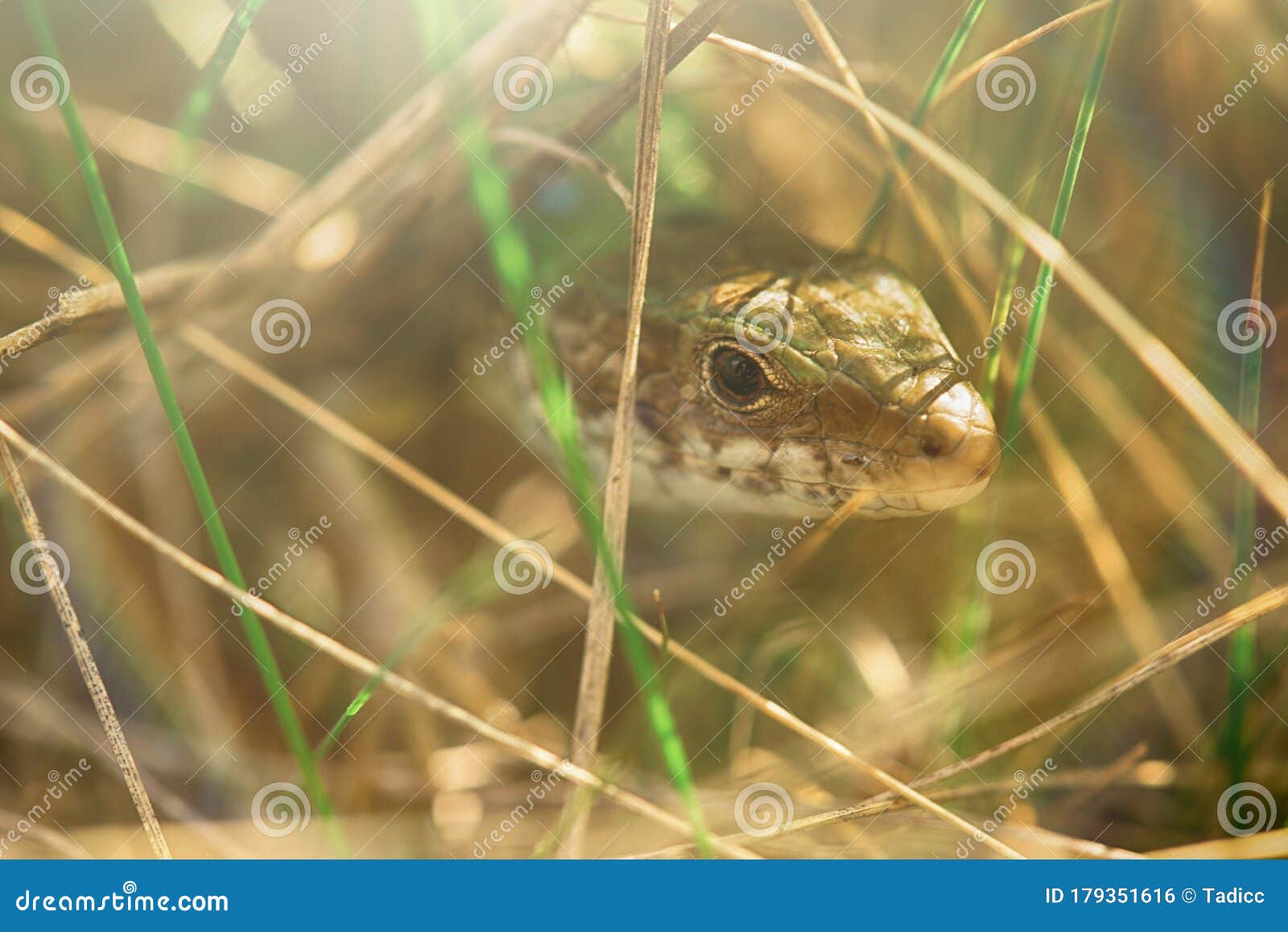 The Lizard is Hiding in the Grass Stock Photo - Image of hiding, agamid ...
