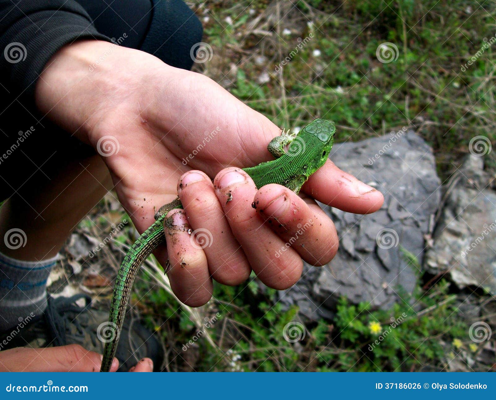 Lizard in his hand stock photo. Image of reptile, palm - 37186026