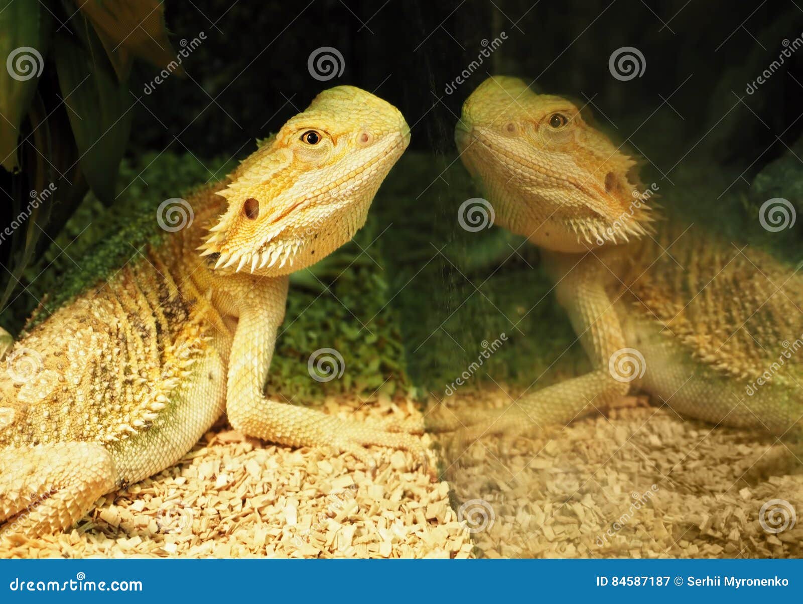 Lizard and His Surprised Reflection at Mirror Stock Image - Image of ...