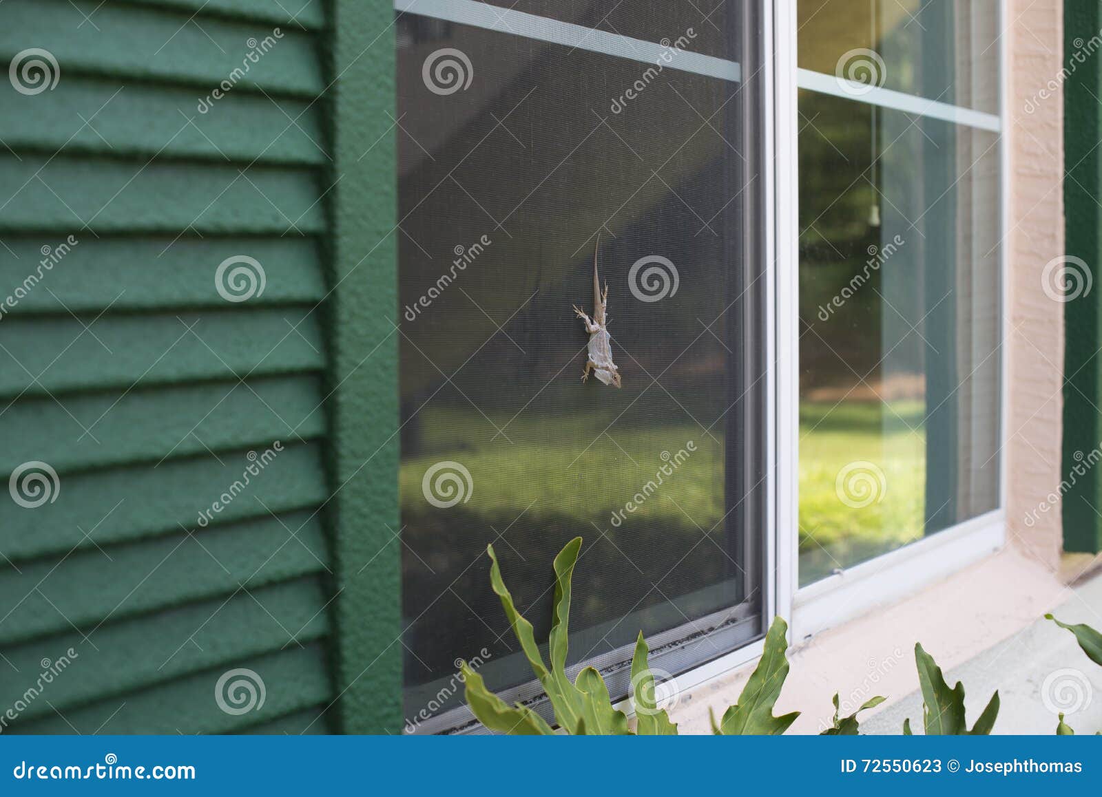 Lizard on home window stock image. Image of work, color - 72550623