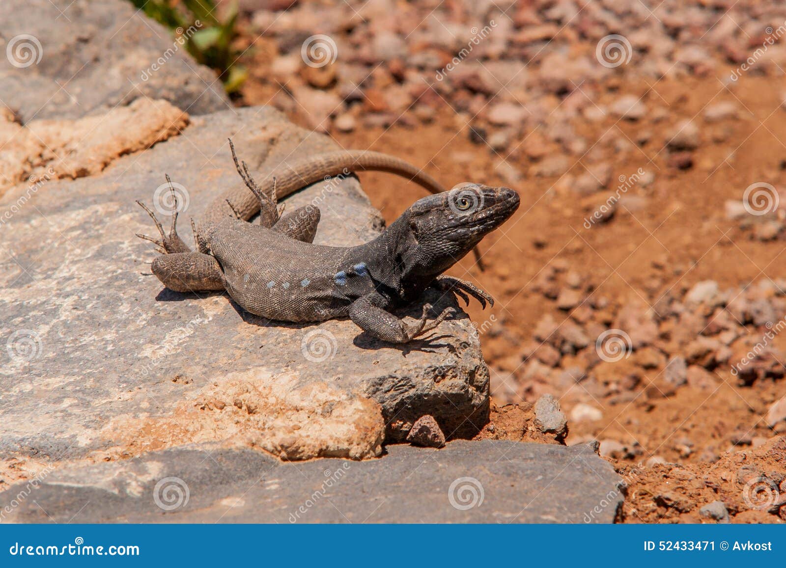 Lizard on hot stones stock image. Image of reptile, torrid - 52433471