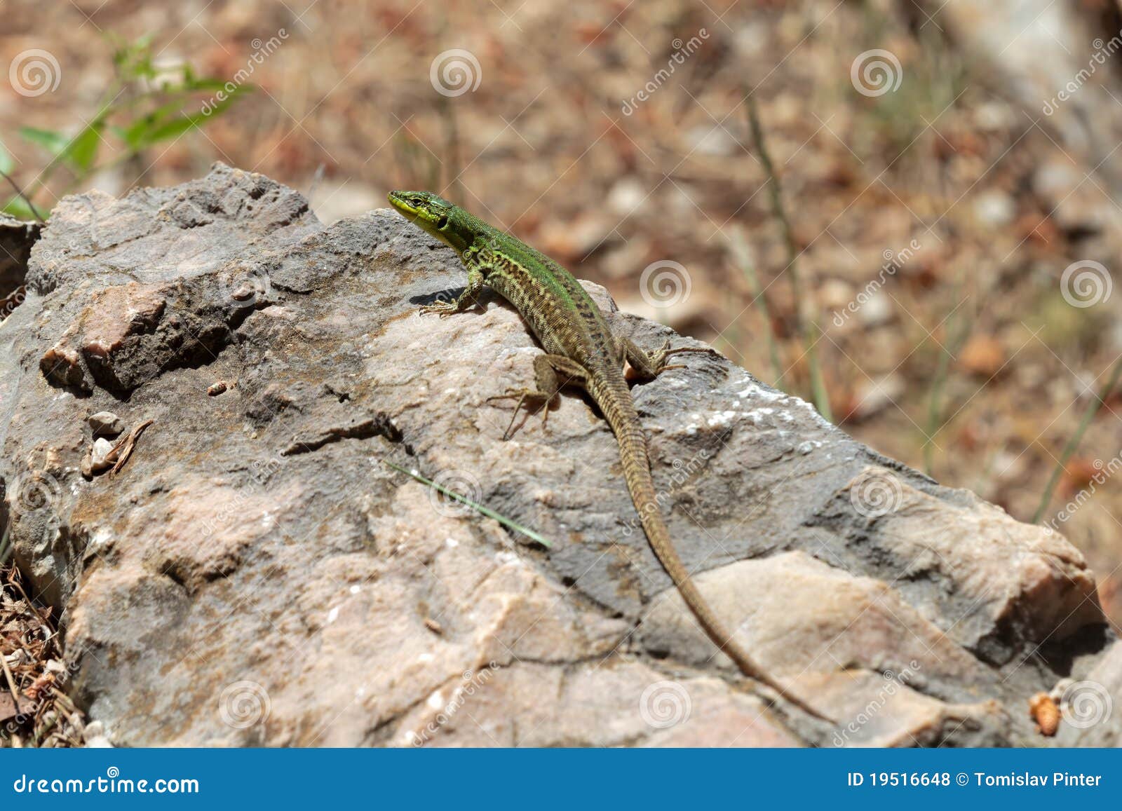 Lizard on hot summer stone stock photo. Image of reptile - 19516648